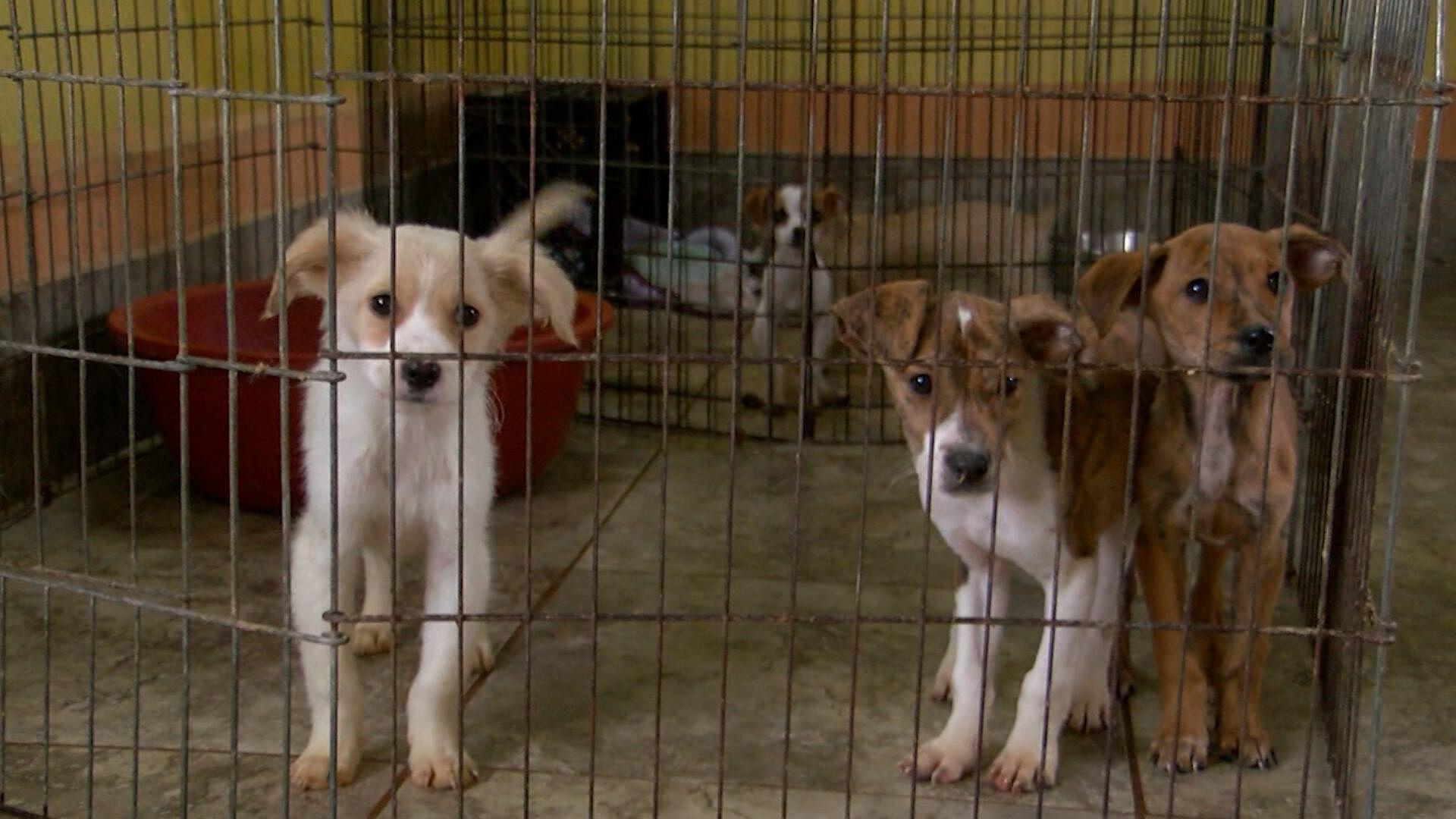 Video: Así es la Vida de Mascotas Rescatadas en Control Animal Tijuana | N+