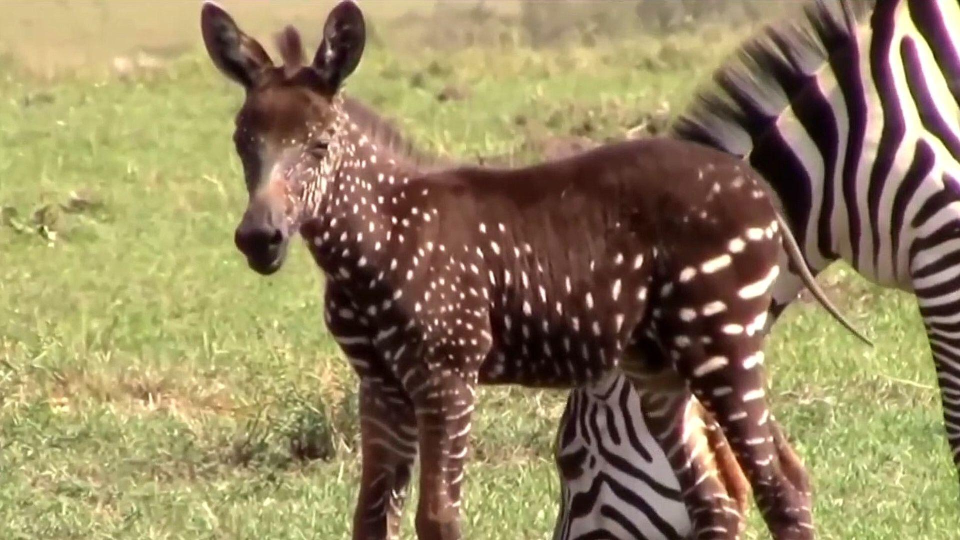 Ella es Tira, la Cebra con Pelaje Oscuro y Puntos Blancos, de Kenia | N+