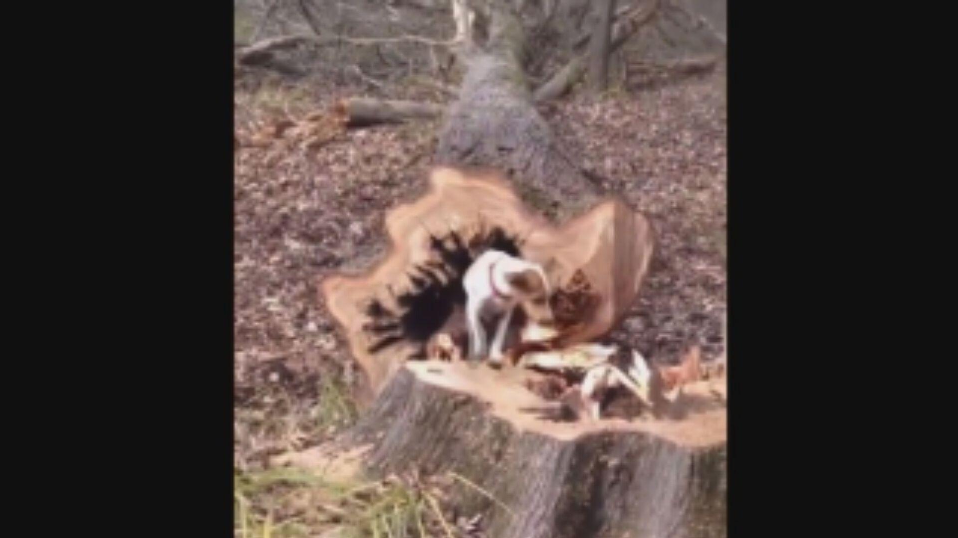¡Sorpresa en el Árbol! Perro Sale del Tronco | N+