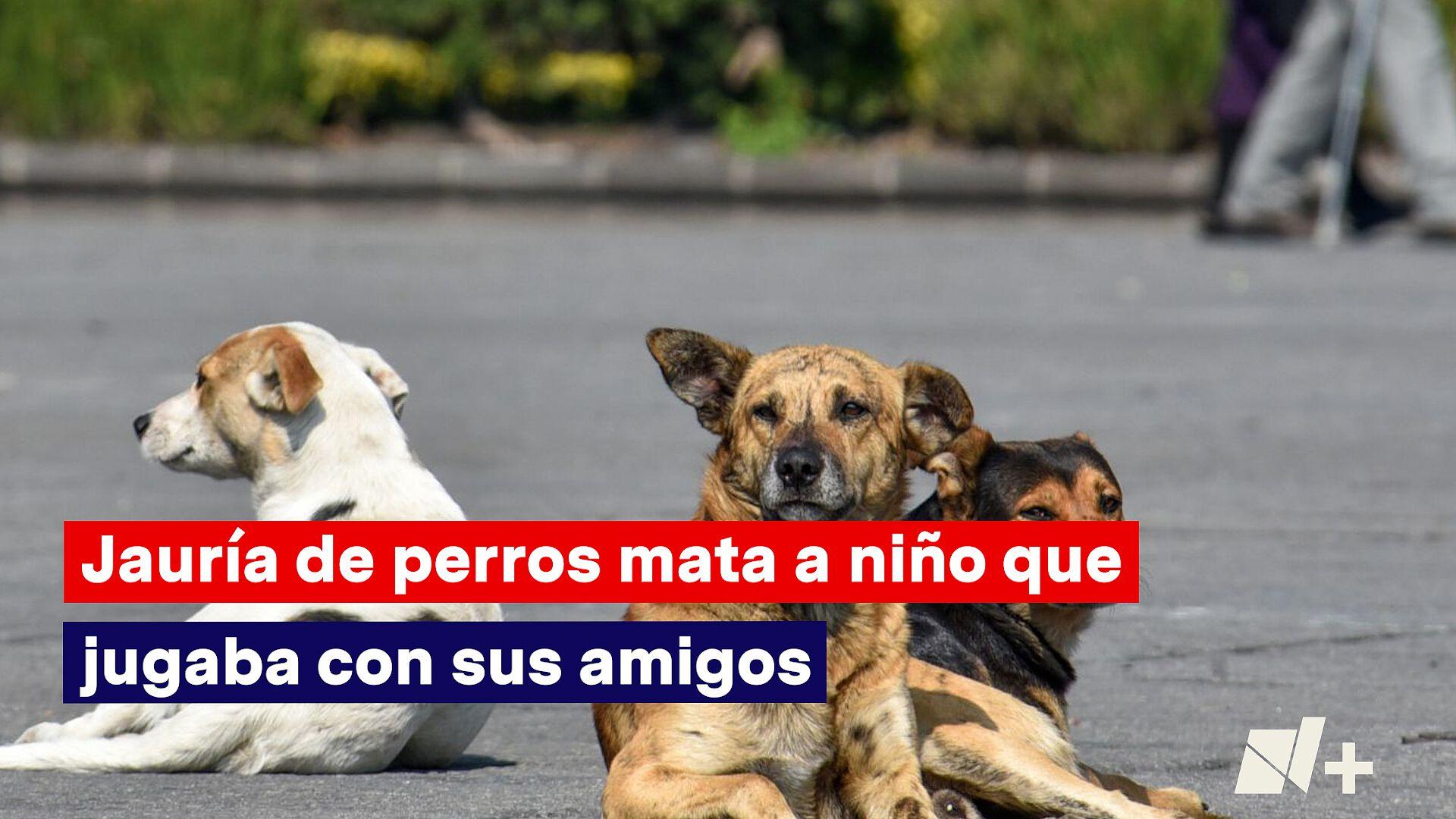 Jauría de Perros Mata a Niño que Jugaba con Sus Amigos | Tendencias | N+