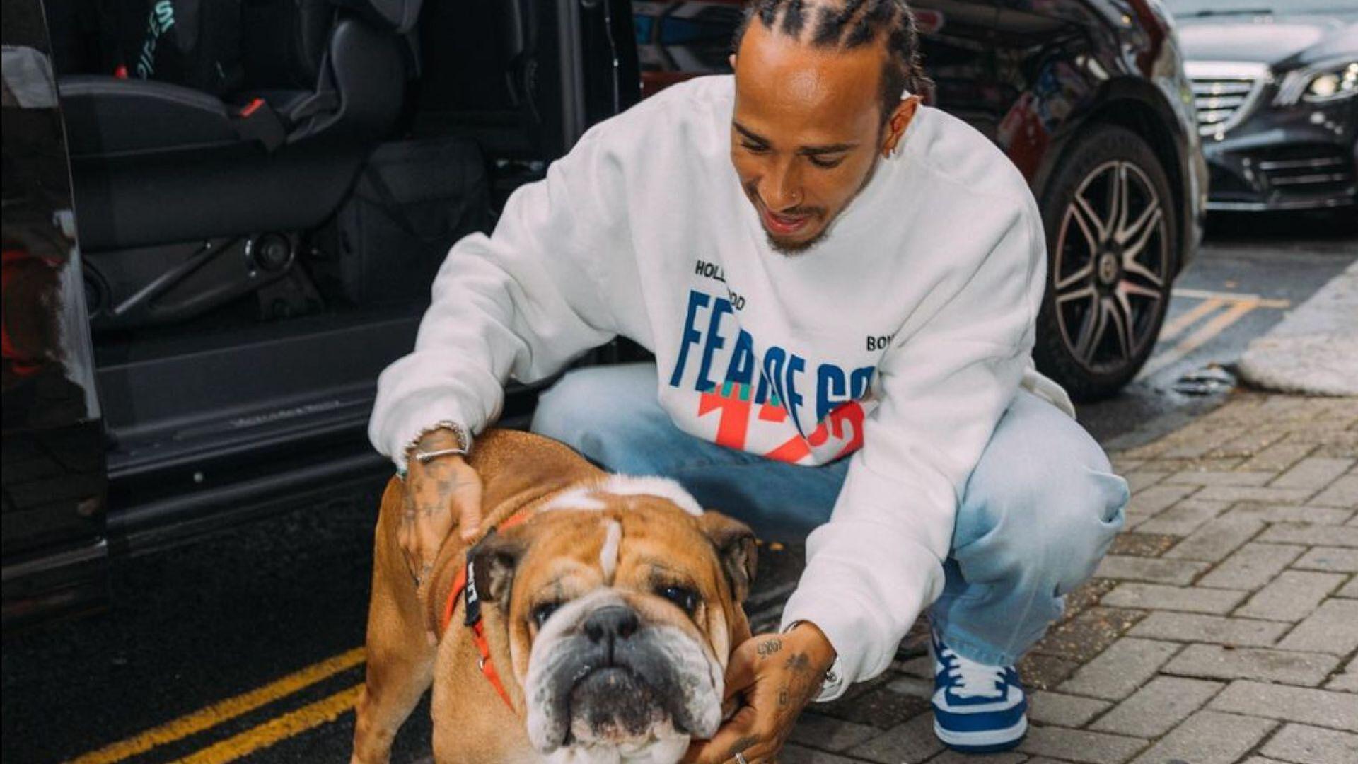 F1: Roscoe, el Bulldog Vegano de Lewis Hamilton, Llega Rompiéndola a ...