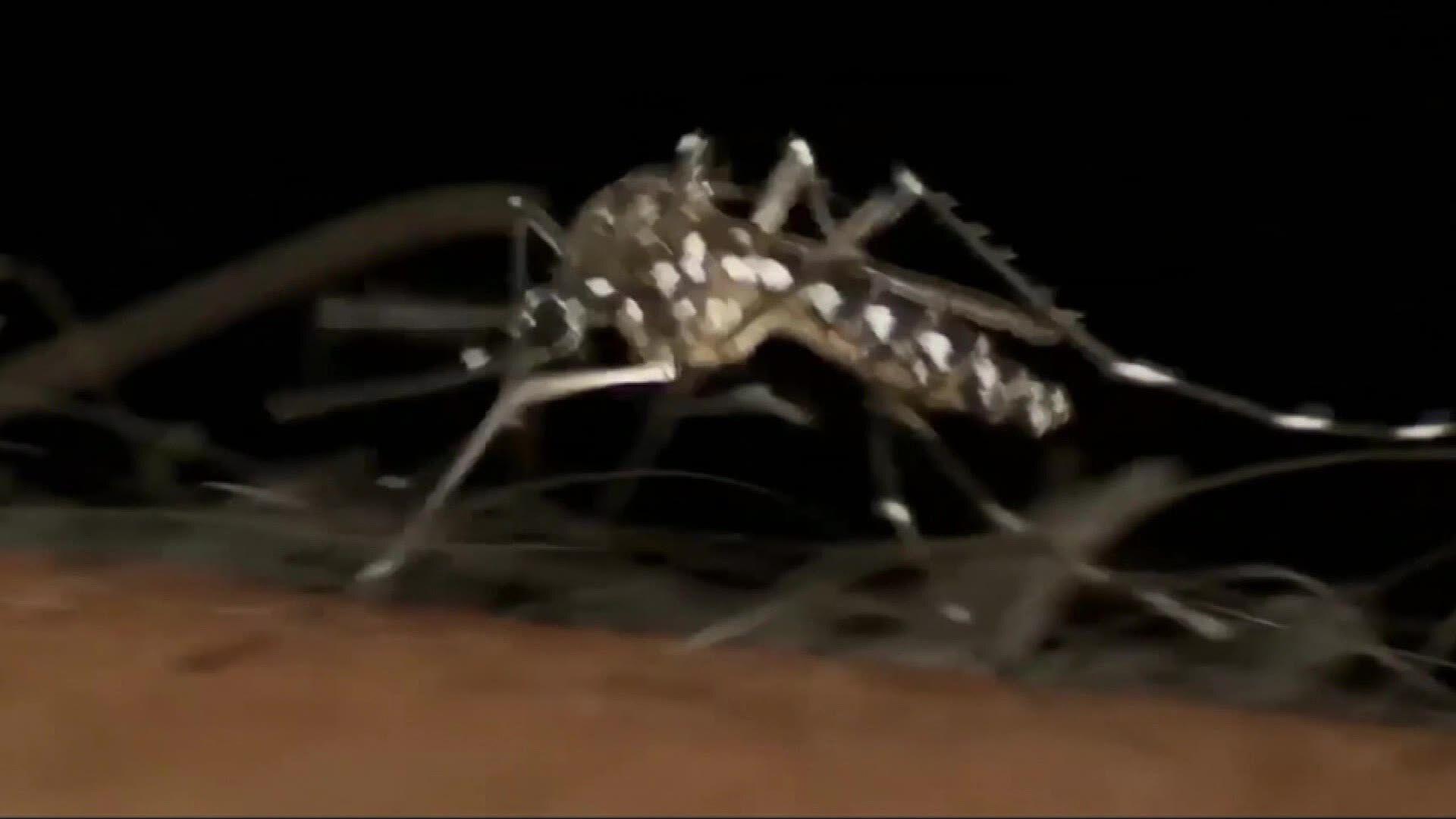 El Mosco Que Propaga el Dengue es Conocido Como "Mosco Aedes Aegypti" | N+