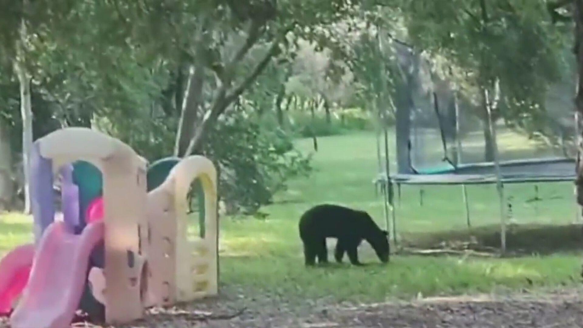 Oso "Visita" Parque en Monterrey y Trepa Árbol | N+