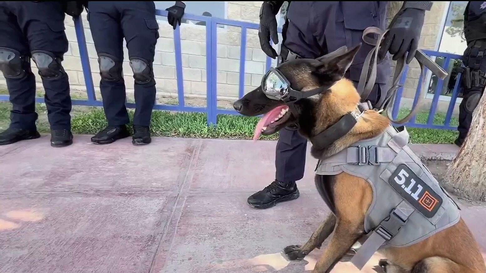 Premian a Perros Detectores de Drogas en Ciudad Juárez | N+