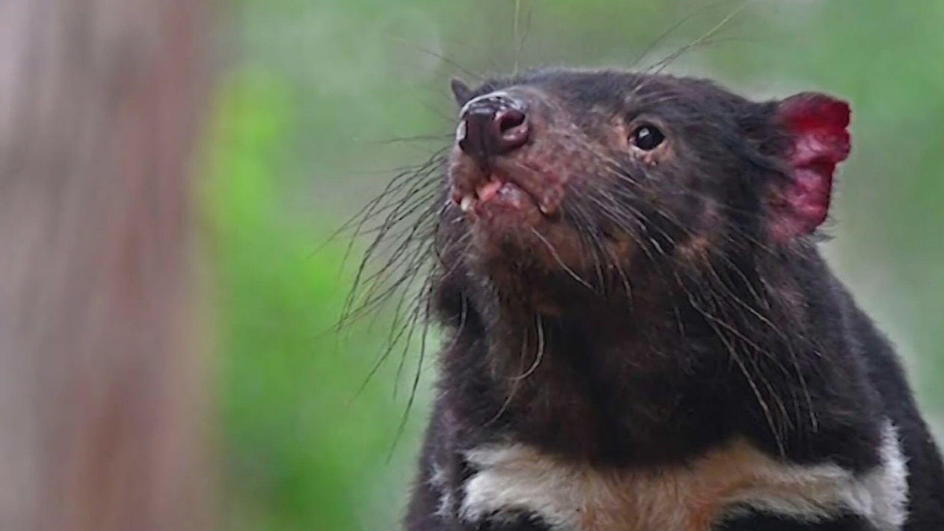 Regresan los Demonios de Tasmania a Australia | N+