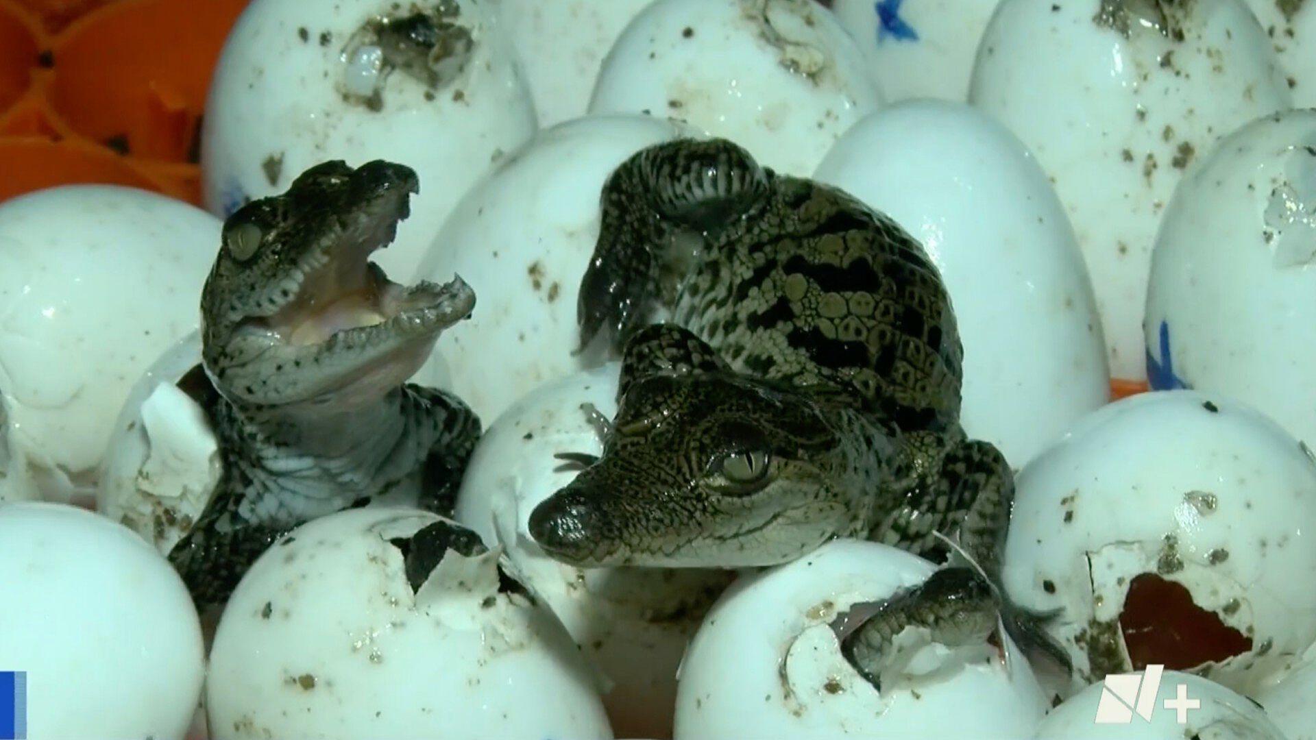 Así Quedó Documentada la Eclosión en Cautiverio de Cocodrilos Moreletti ...