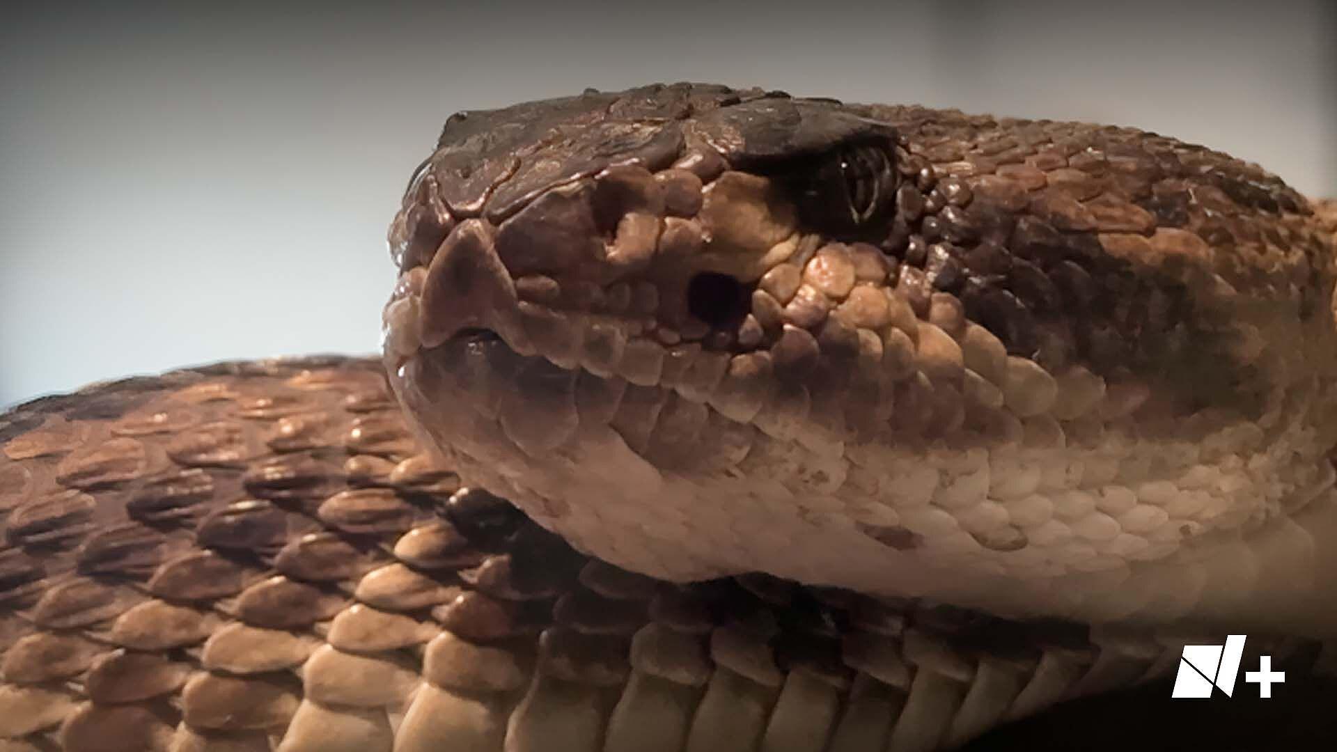 Esta es la Serpiente más Peligrosa del Continente Americano que Habita ...