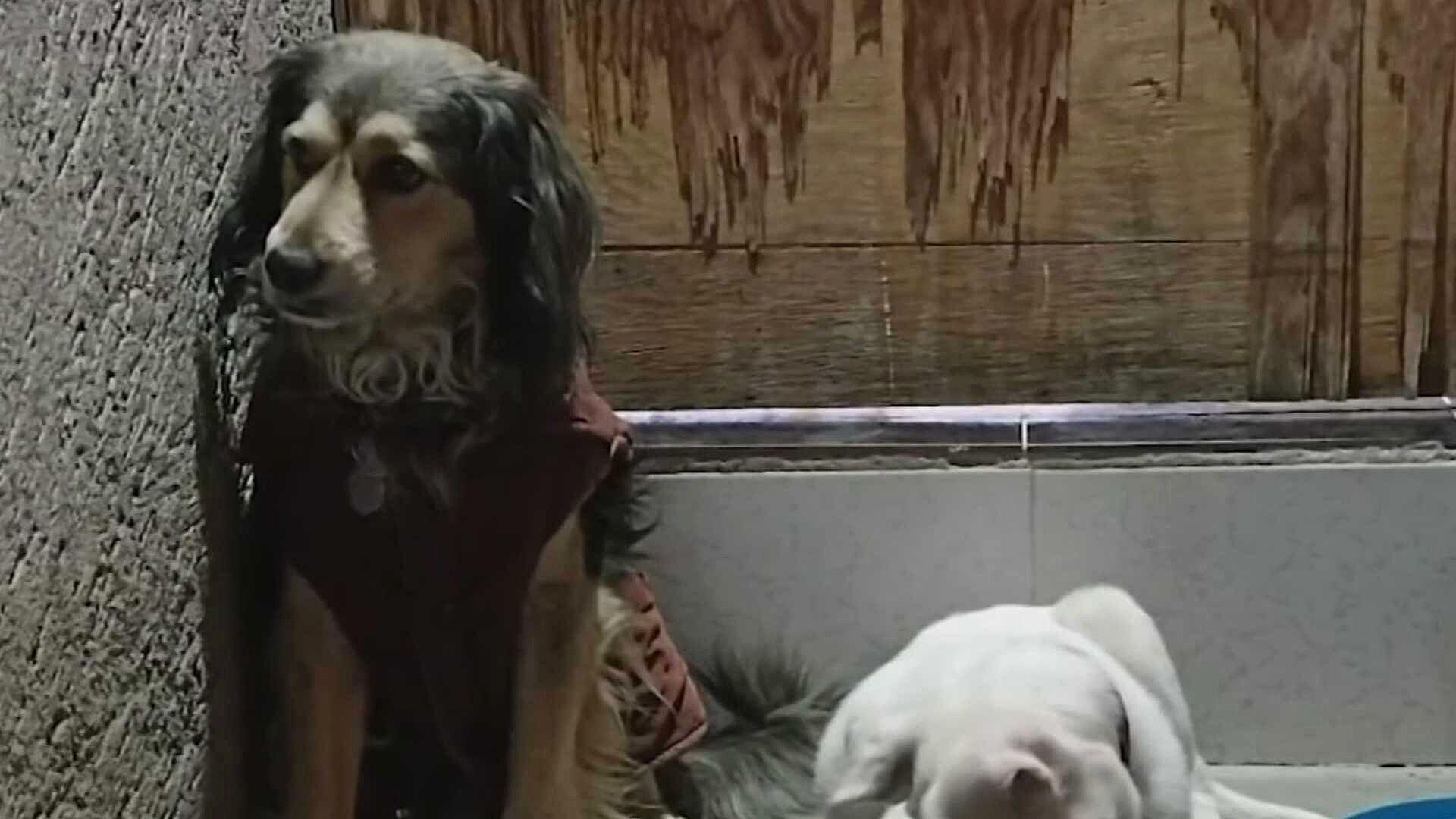 Goliath, el Primer Perro con Propietario Hallado Muerto en el Bosque de ...