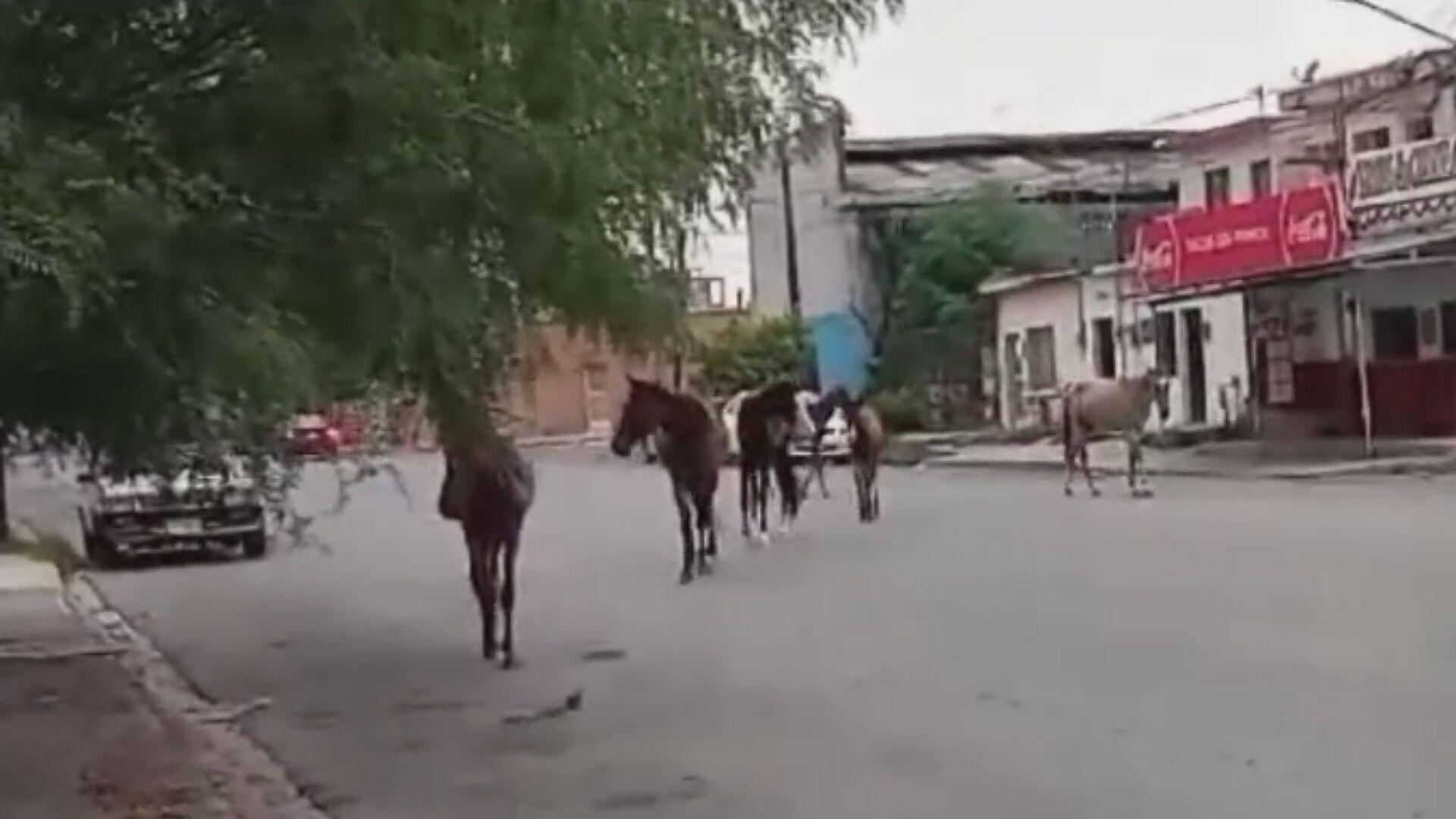 6 Caballos "Pasean" por Calles de Monterrey | N+