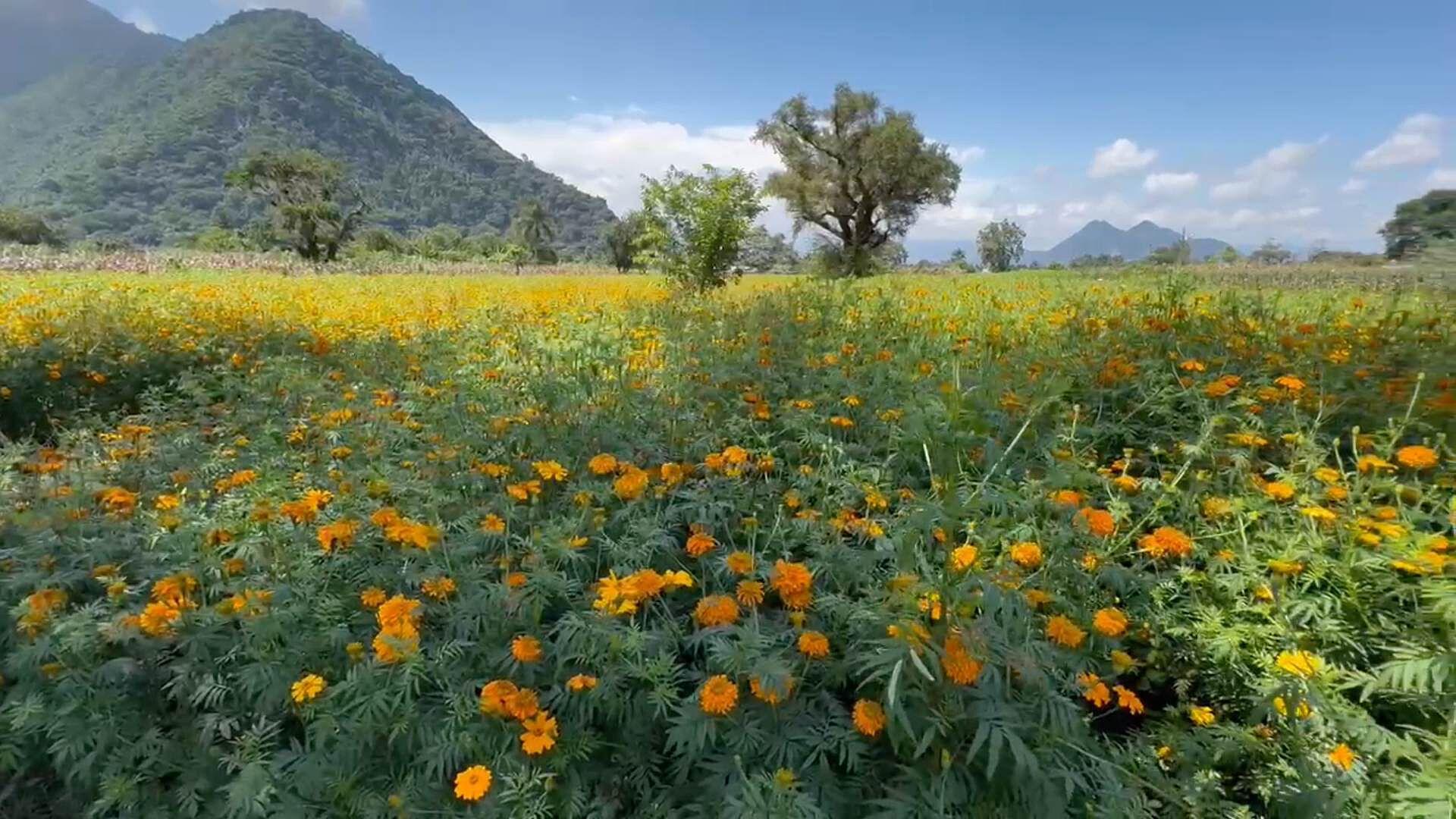 Productores de Flor de Cempasúchil y Moco de Pavo Esperan Buenas Ventas ...