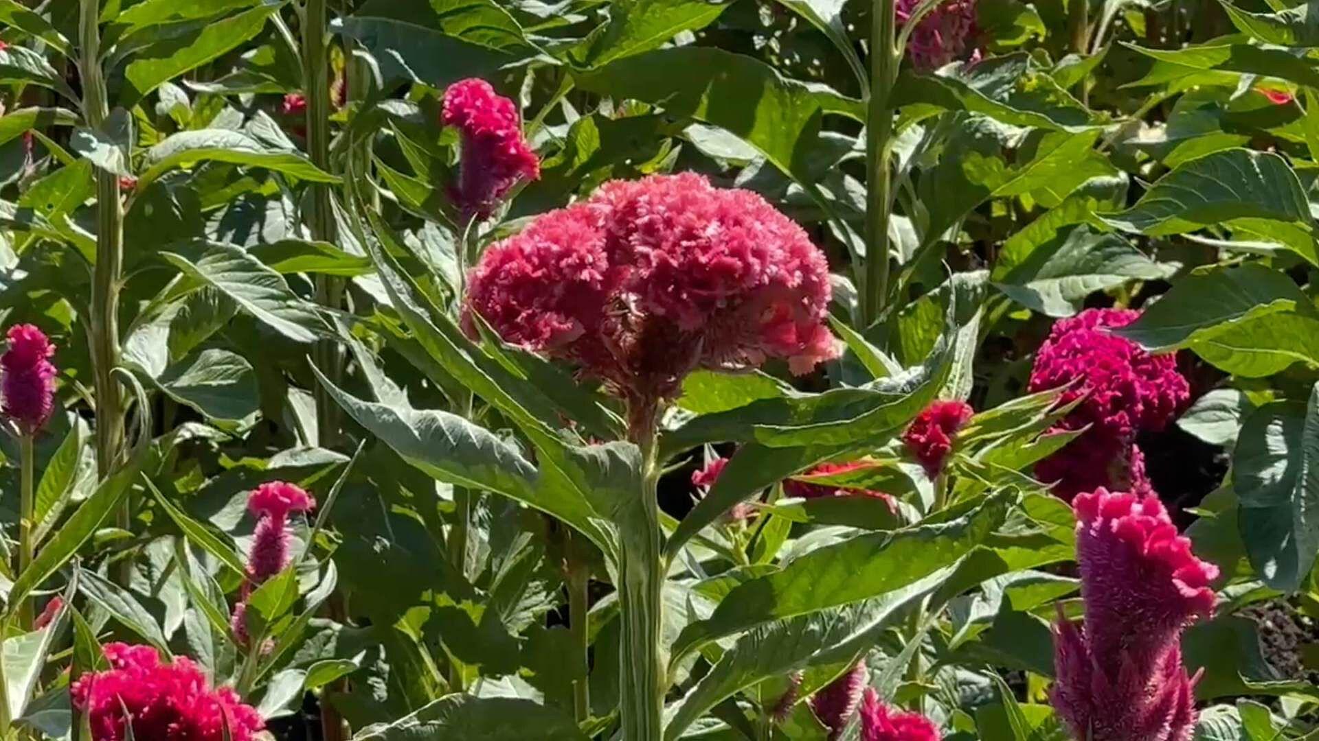 Listos los Plantíos de Flor de Moco de Pavo en Veracruz para Día de ...