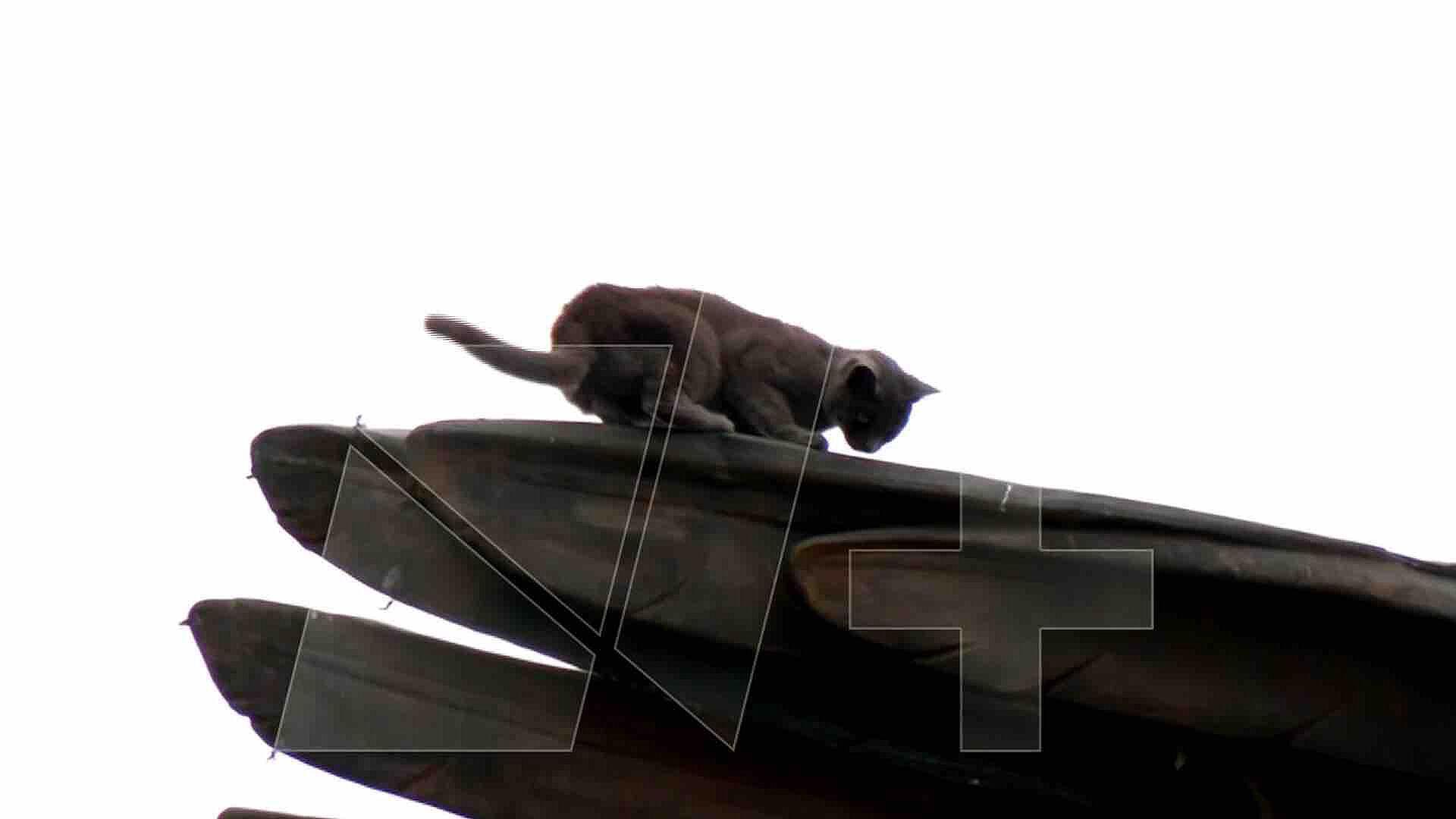 Rescate de Gato Atrapado en Águila del Monumento a la Raza en CDMX ...