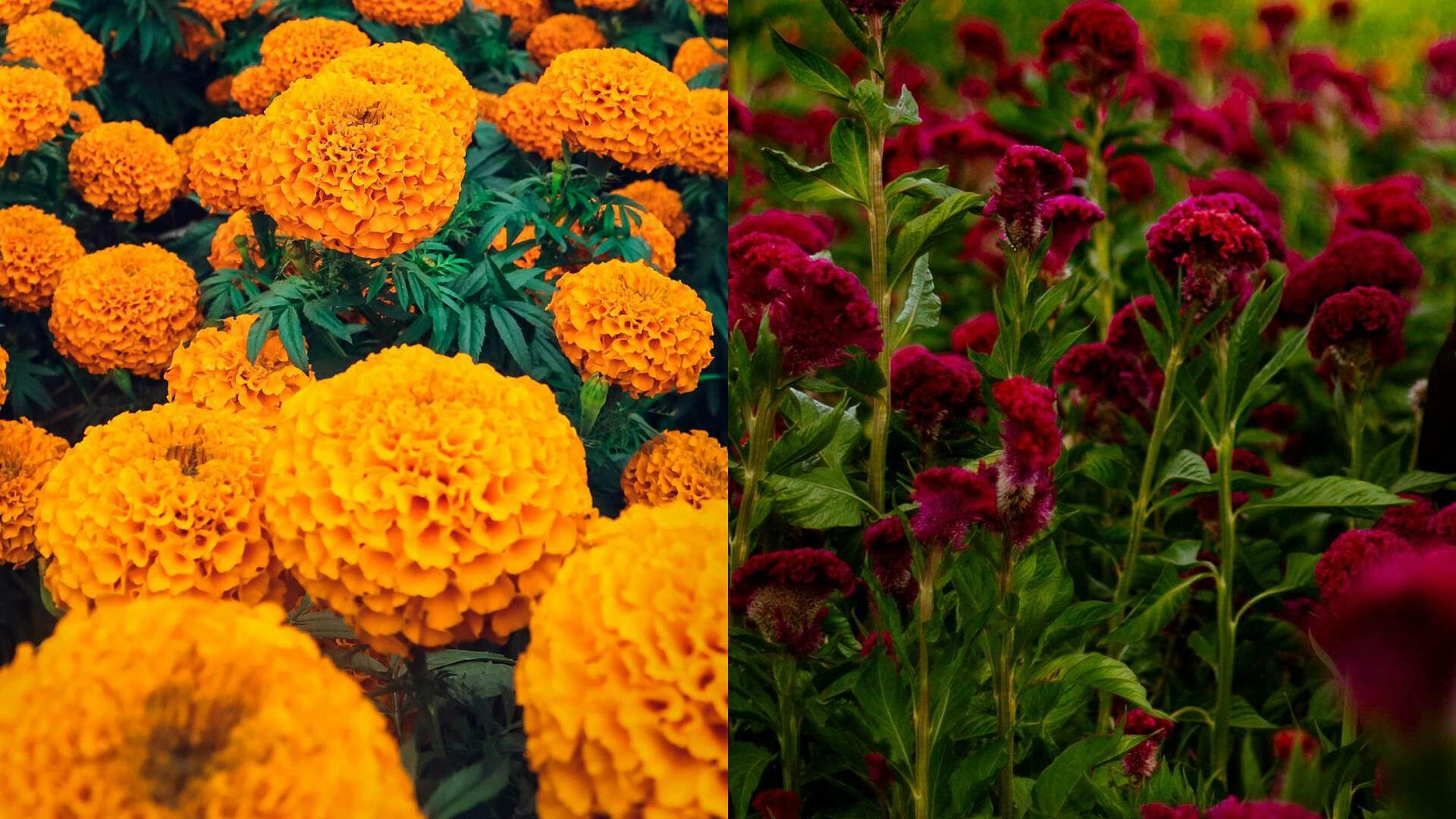 Precio de la Flor de Cempasúchil y Moco de Pavo en Veracruz | N+