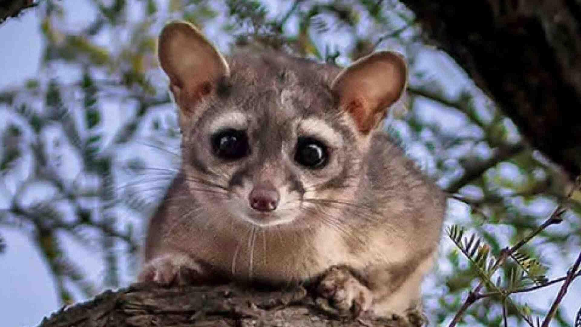 Cacomixtle Herido en CDMX: ¡Ternuringa! Vecinos de Azapotzalco Piden ...