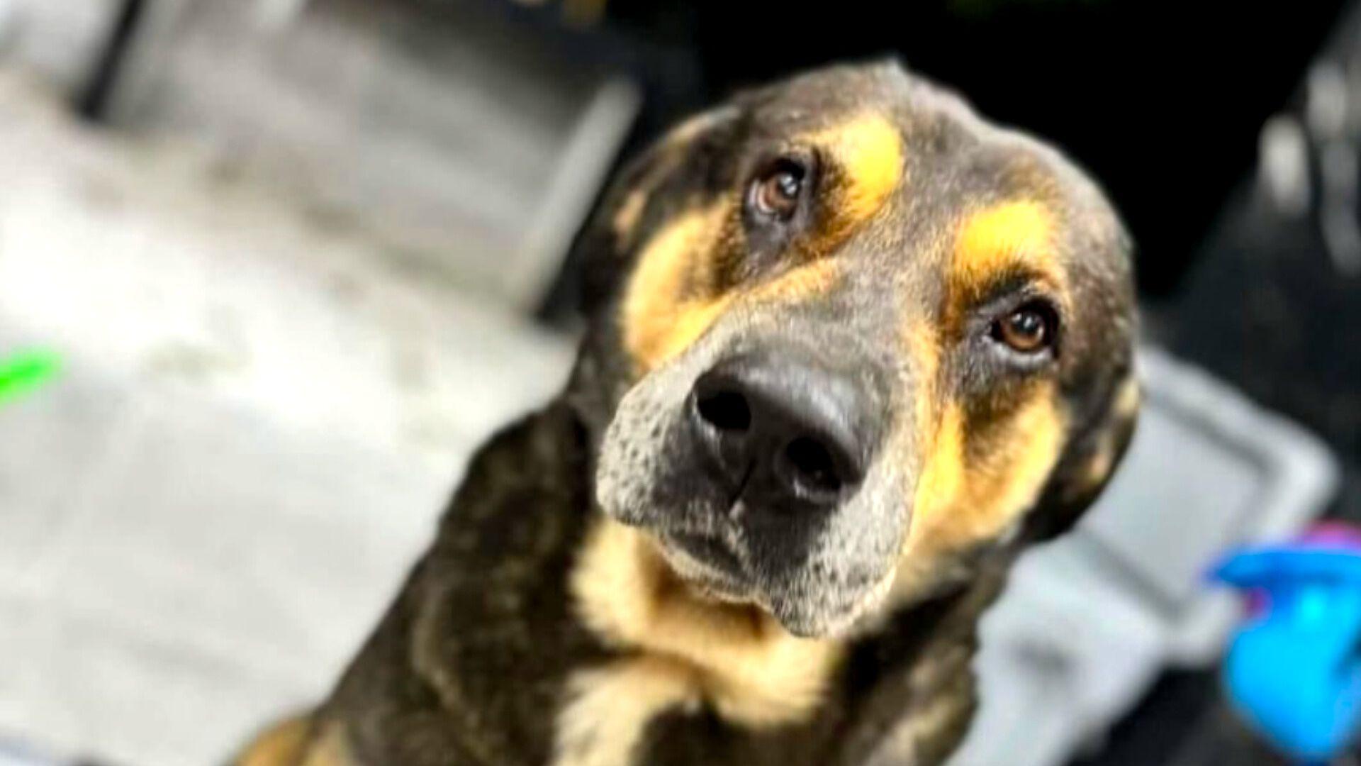 Nadie Va a Prisión por Maltrato Animal en Monterrey; Quedan Casos ante ...
