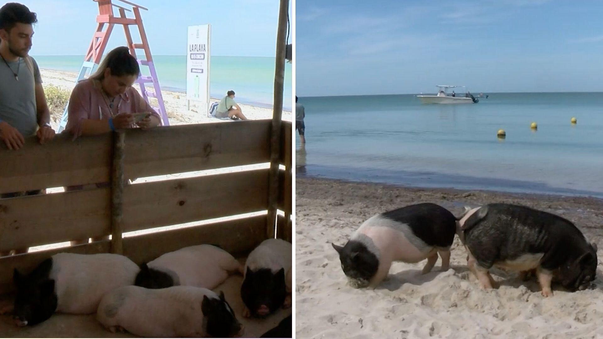 "Pig Beach" Reabrirá de Nuevo sus Puertas al Público | N+