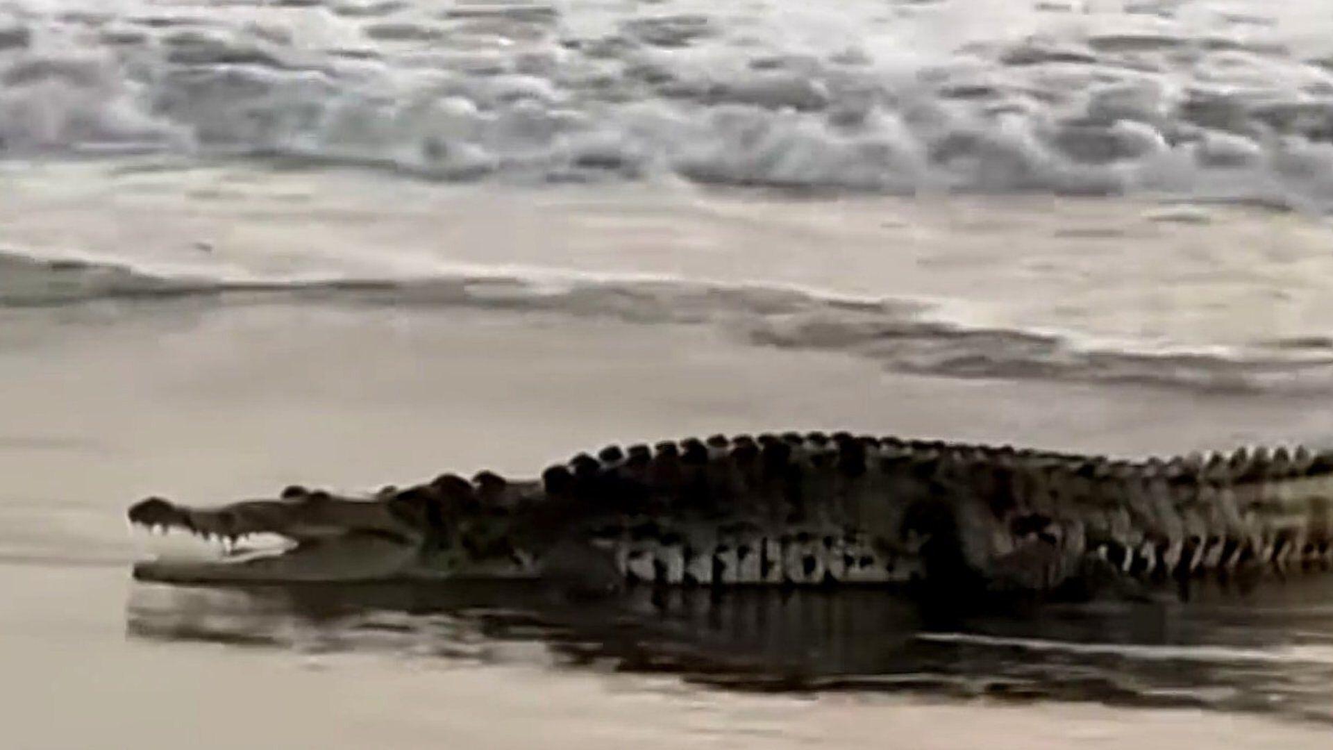 Captan Enorme Cocodrilo Sorprende a Bañistas en Playa "El Real ...