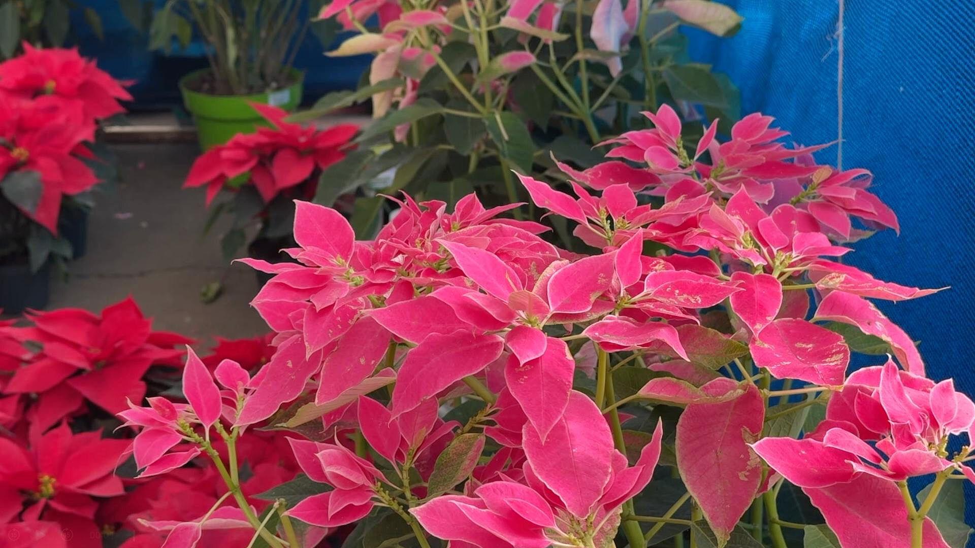 Conoce el Origen de la Tradicional Flor de Noche Buena | N+