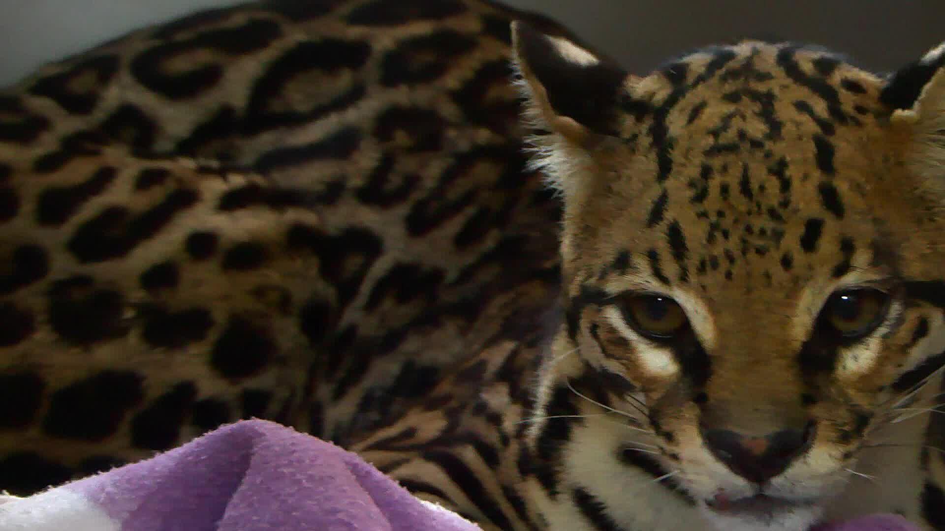 Ocelote Pierde Dos Colmillos Tras Ser Atropellado en Mascota; Buscarán que se Reproduzca | N+