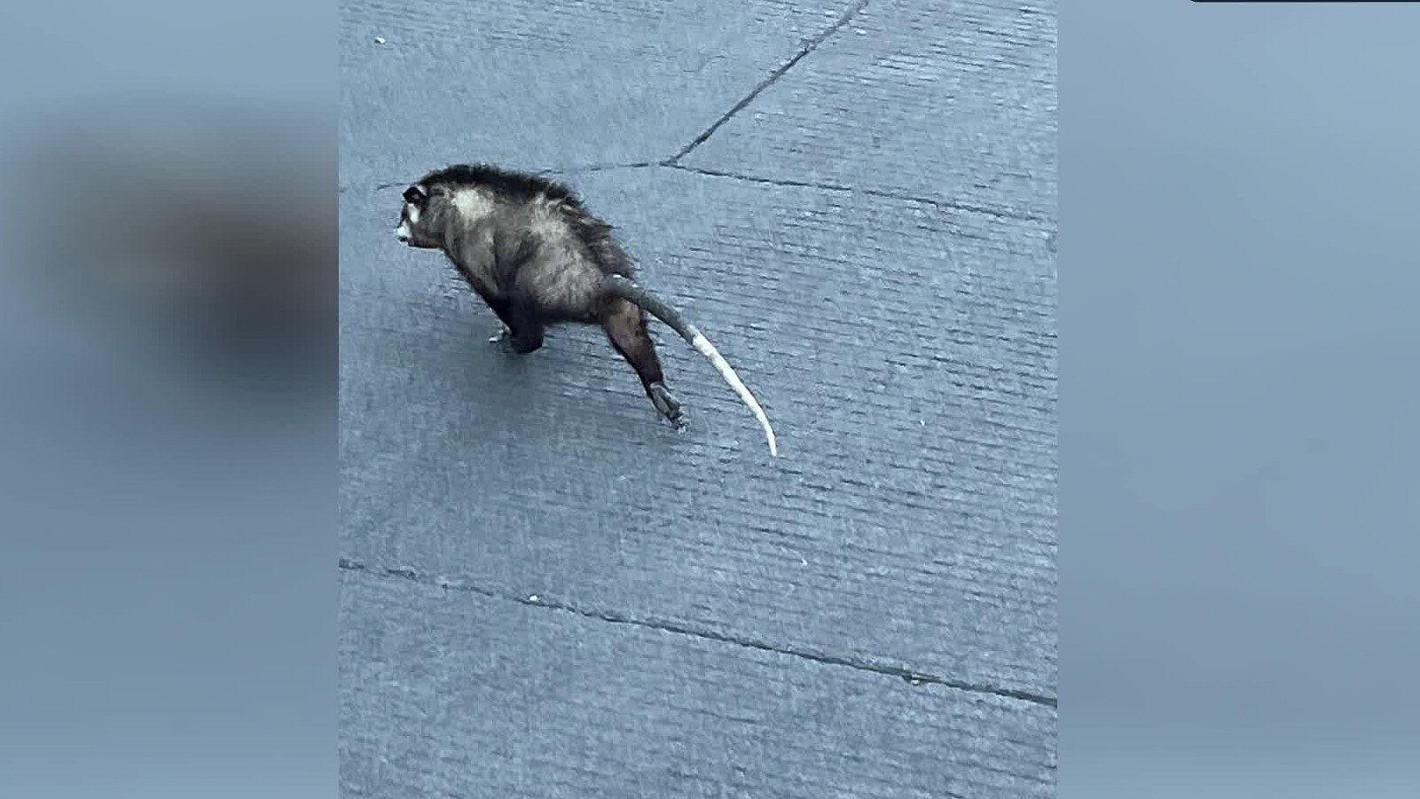 Protección Animal Rescató un Tlacuache en la Colonia Prados de Tepeyac | N+