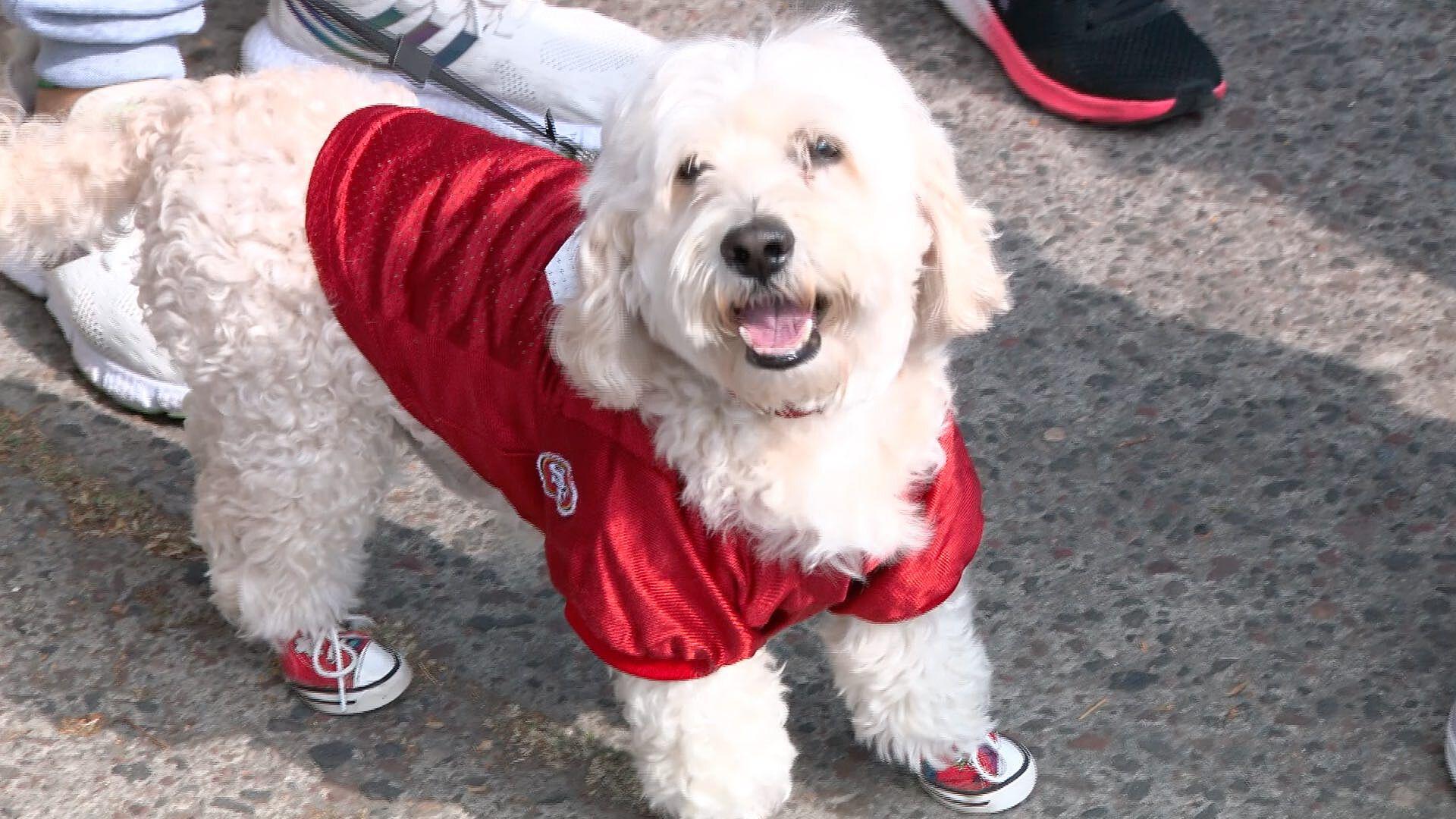 La Vida les Cambió tras Adoptar a "Peluchín"; Esta Es Su Historia | N+