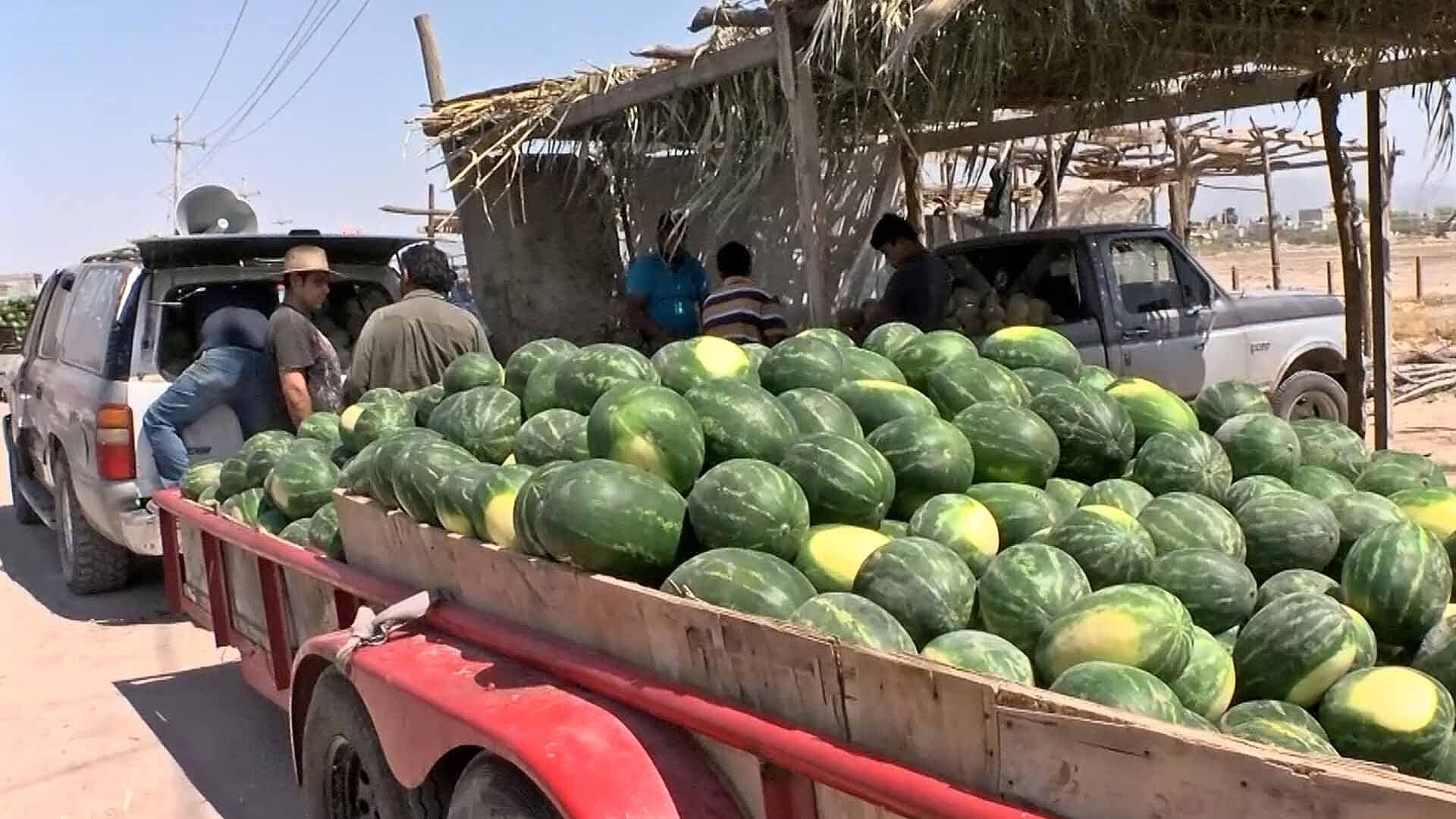 Falta de Agua Afectaría Producción de Melón y Sandía en La Laguna | N+