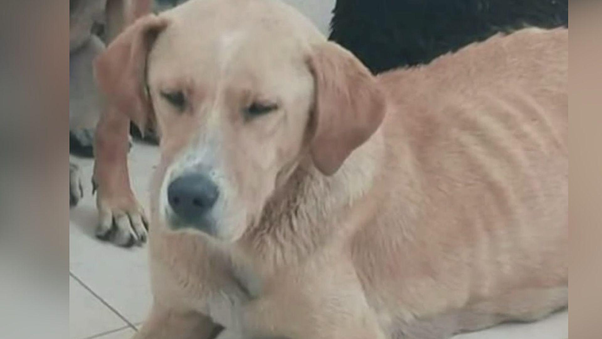 Vecinos Denuncian que Autoridades en Ecatepec Capturaron a Perros de la ...