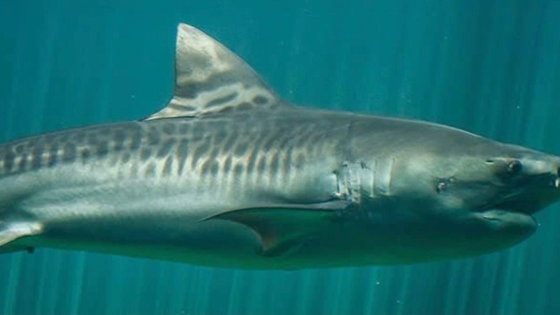 Confirman Muerte de Tiburón Tigre "Benito" por Hemorragia Interna en el ...