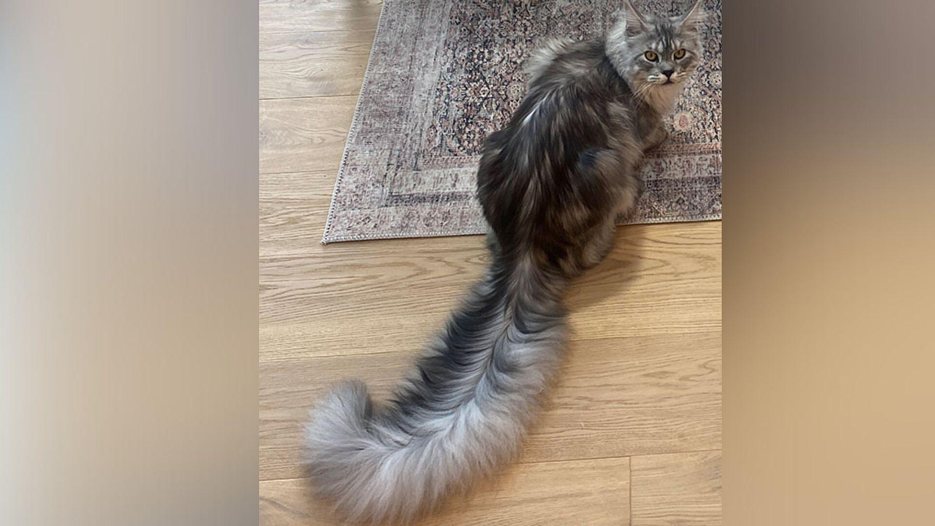 Pugsley Addams, el Gato que Consiguió un Inusual Récord Guinness ...