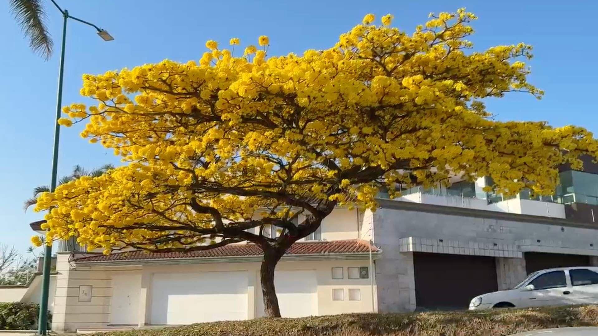Así Luce el Árbol Guayacán en Xalapa, Veracruz; Ya Comenzó a Florecer | N+