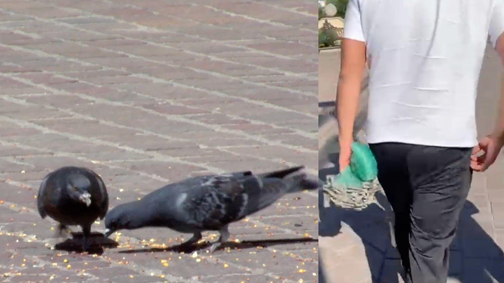 Denuncian Robo de Palomas en Aguascalientes Para Supuestos Campos de ...