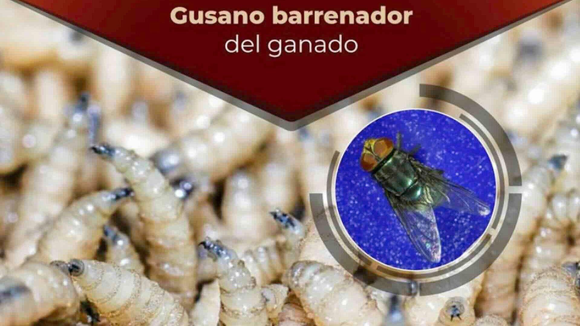 ¿Primer Caso de Miasis en Humanos por Gusano Barrenador Se Podría ...