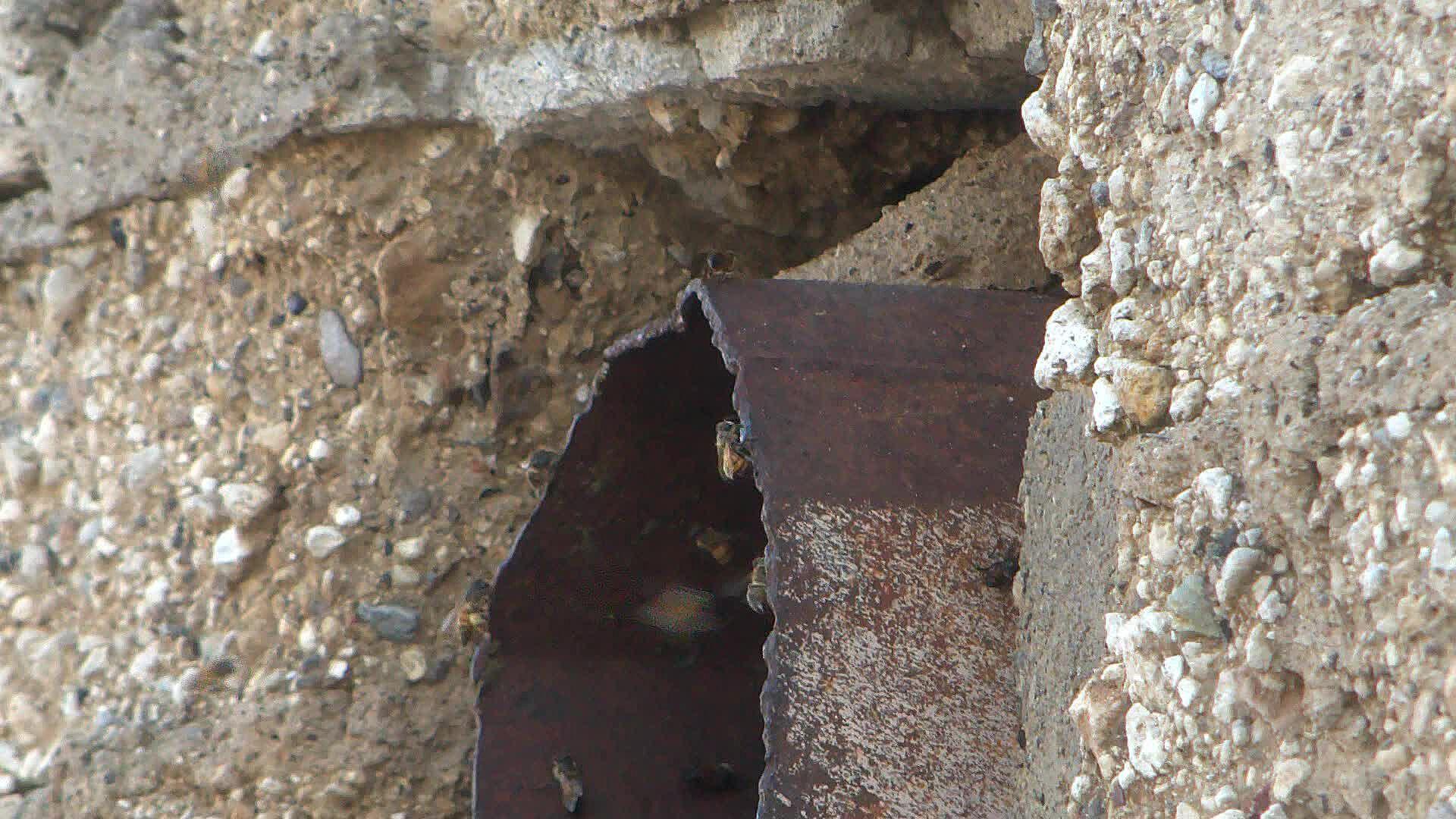 Abejas Pican a 3 Menores y 1 Adulto Mayor en Guadalajara | N+