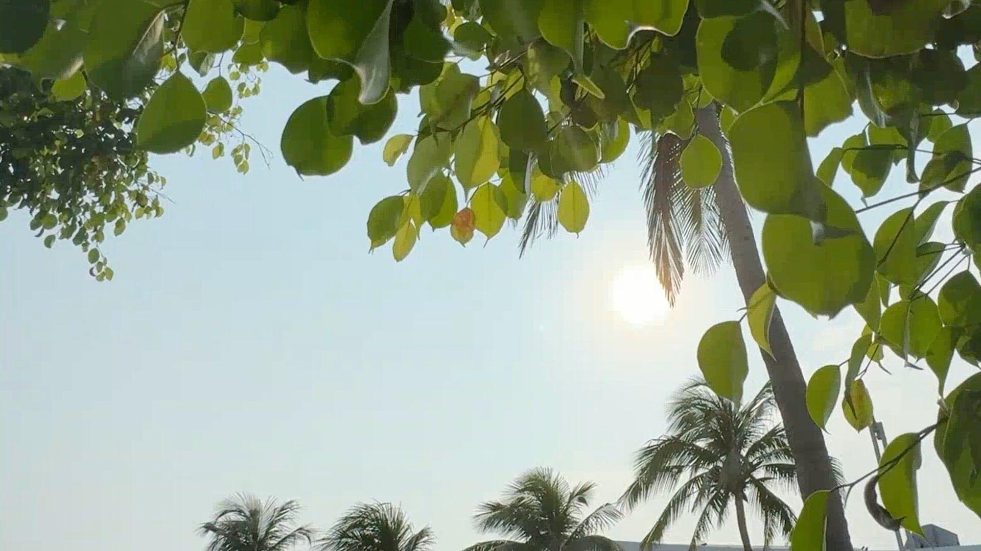 Se Pronostica un Día de la Santa Cruz sin el Tradicional Evento de ...