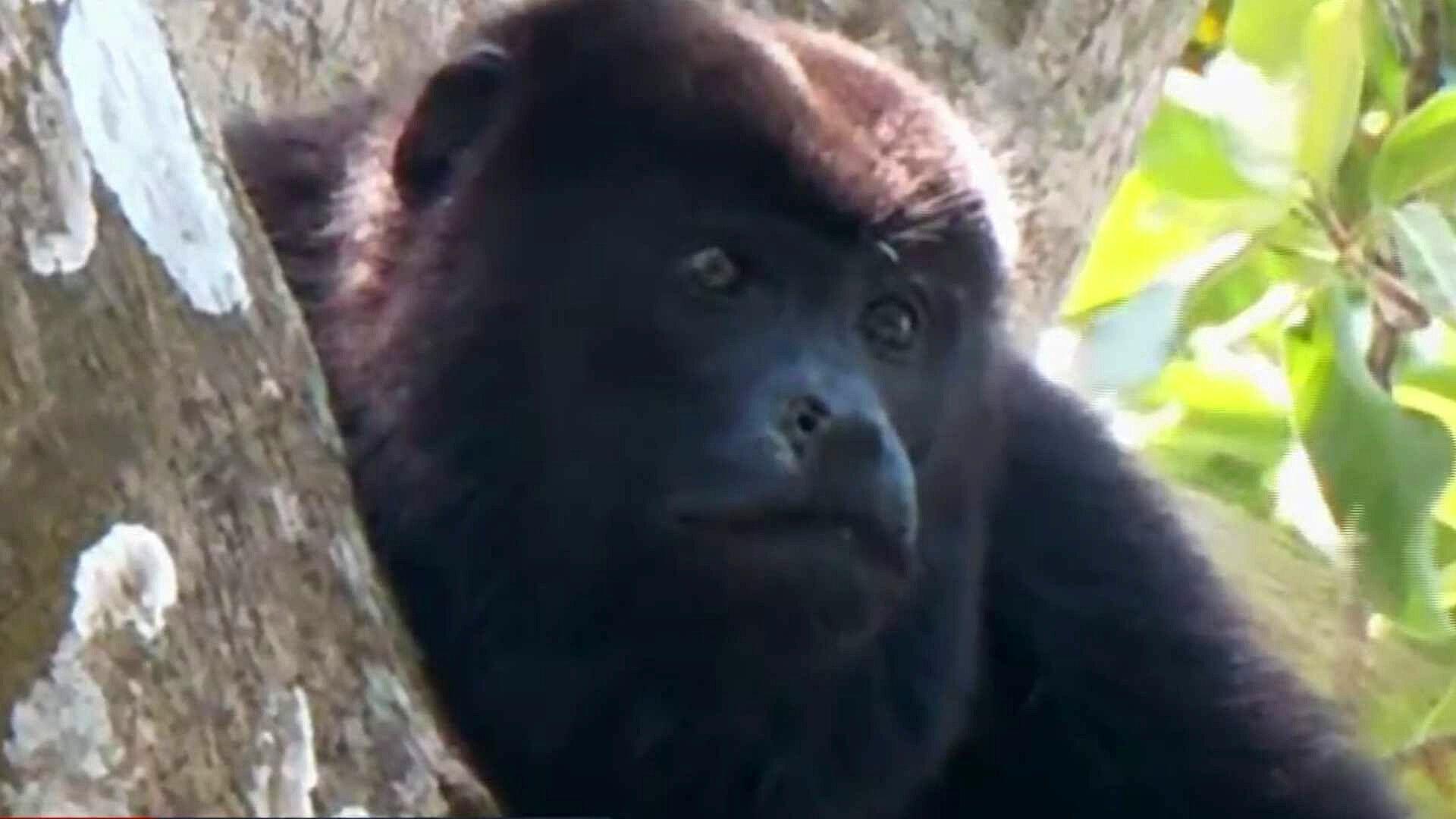 Mono Saraguato, al Borde de la Extinción por Deforestación en Tabasco | N+