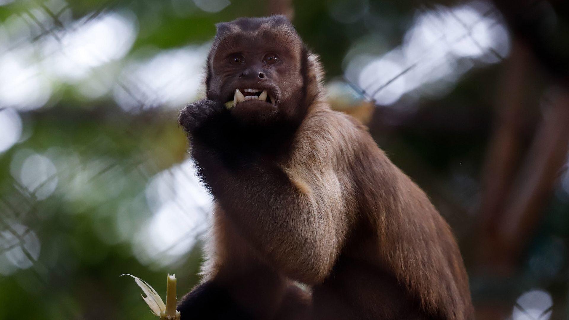 ¿Paletas de Carne, Frutas o Insectos? Así Refrescan a Animales del ...