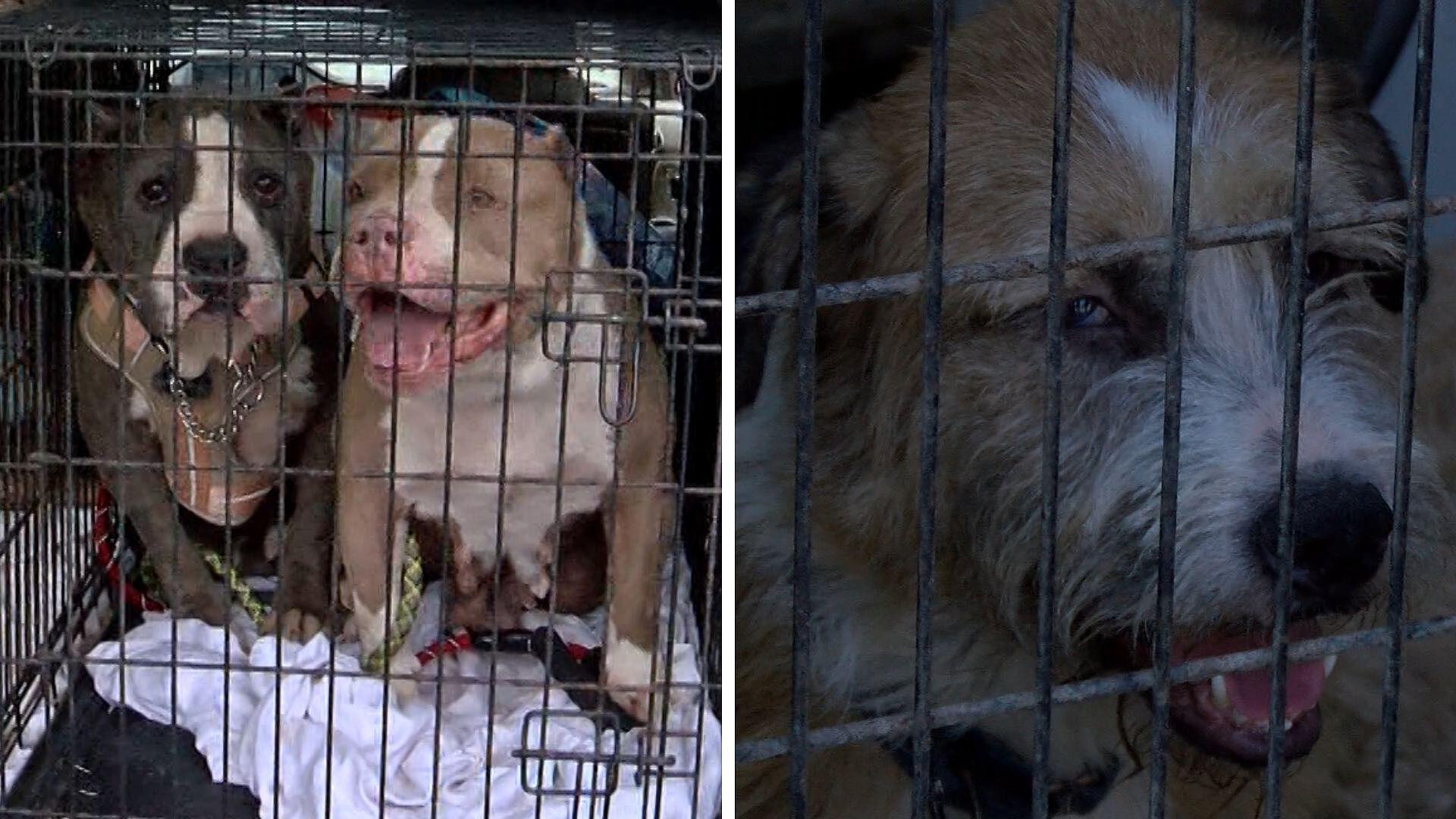 Activistas Piden Justicia Ante Casos sin Resolución de Maltrato Animal ...
