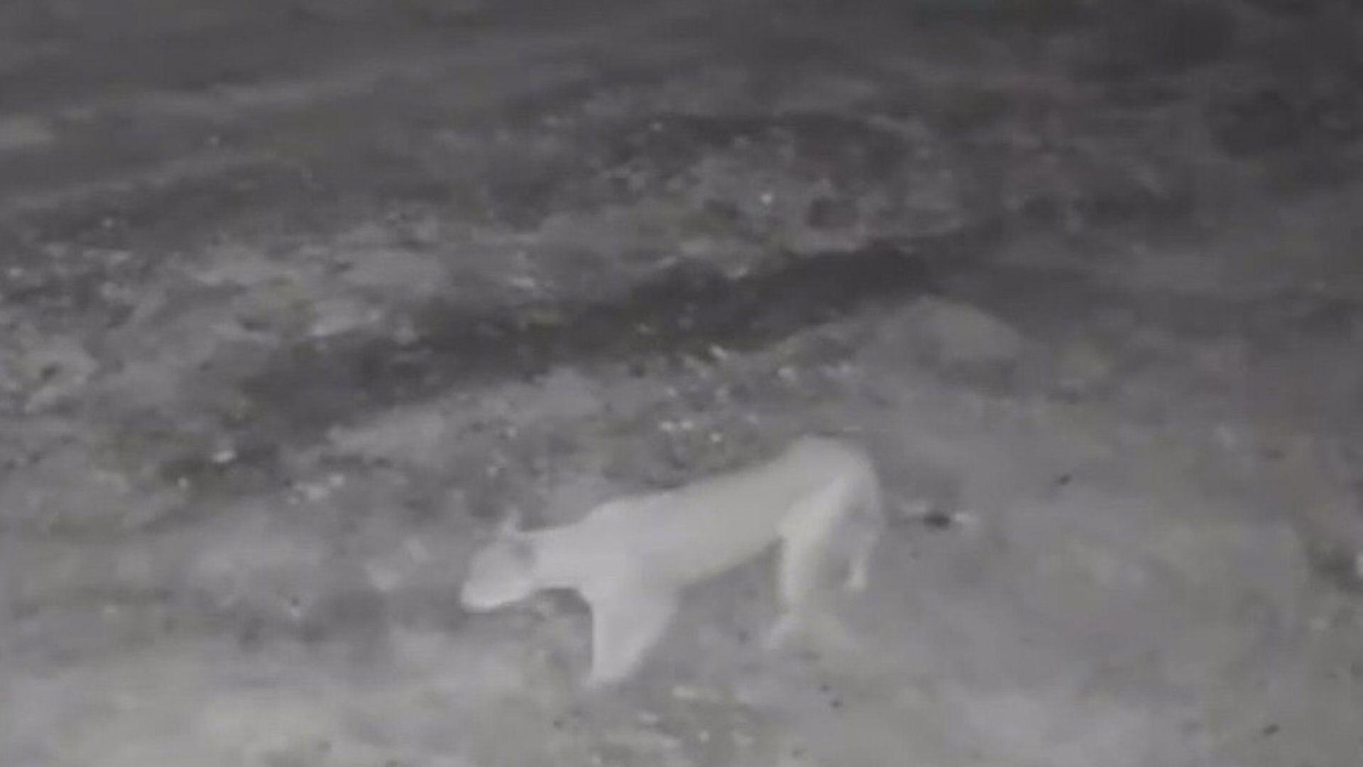 Se Pasea Puma por Zona Urbana en Santiago, NL | N+
