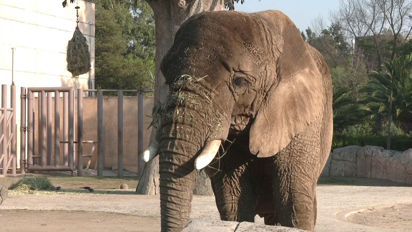 Elefanta "Ely" Permanecerá en Zoológico de San Juan de Aragón | N+
