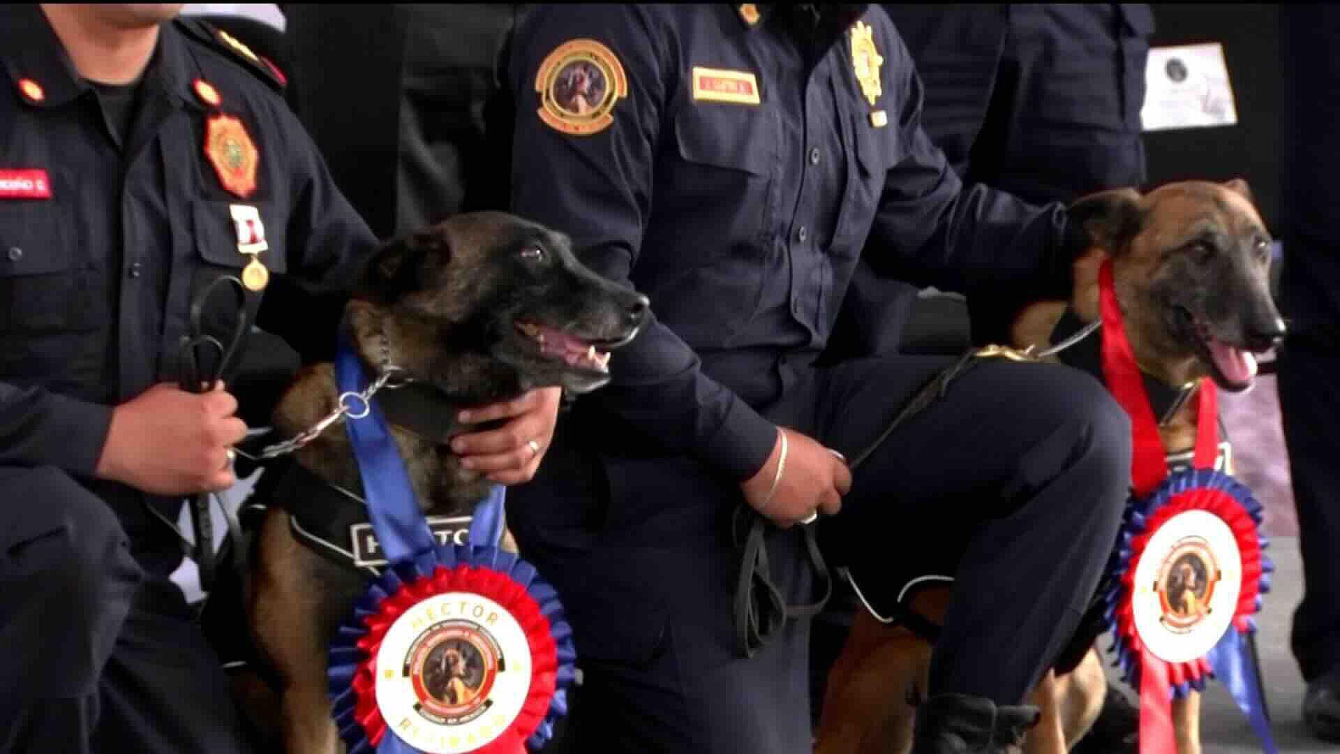 ¡Feliz Jubilación! Rinden Homenaje a Héctor y Molly, Perros Policía de ...