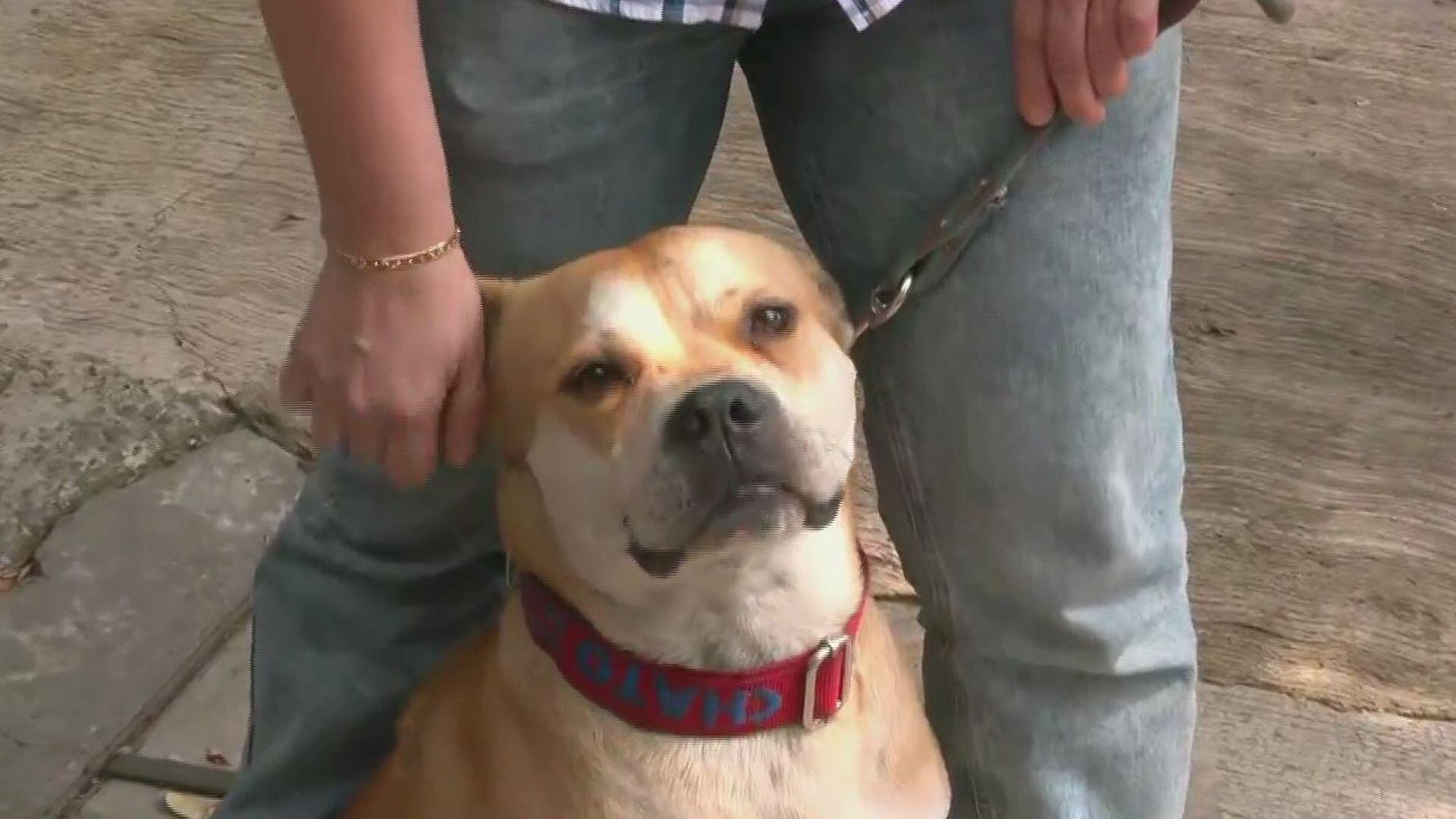 Chatito, Perro Recolector de Basura en Santa María la Ribera, Busca ...