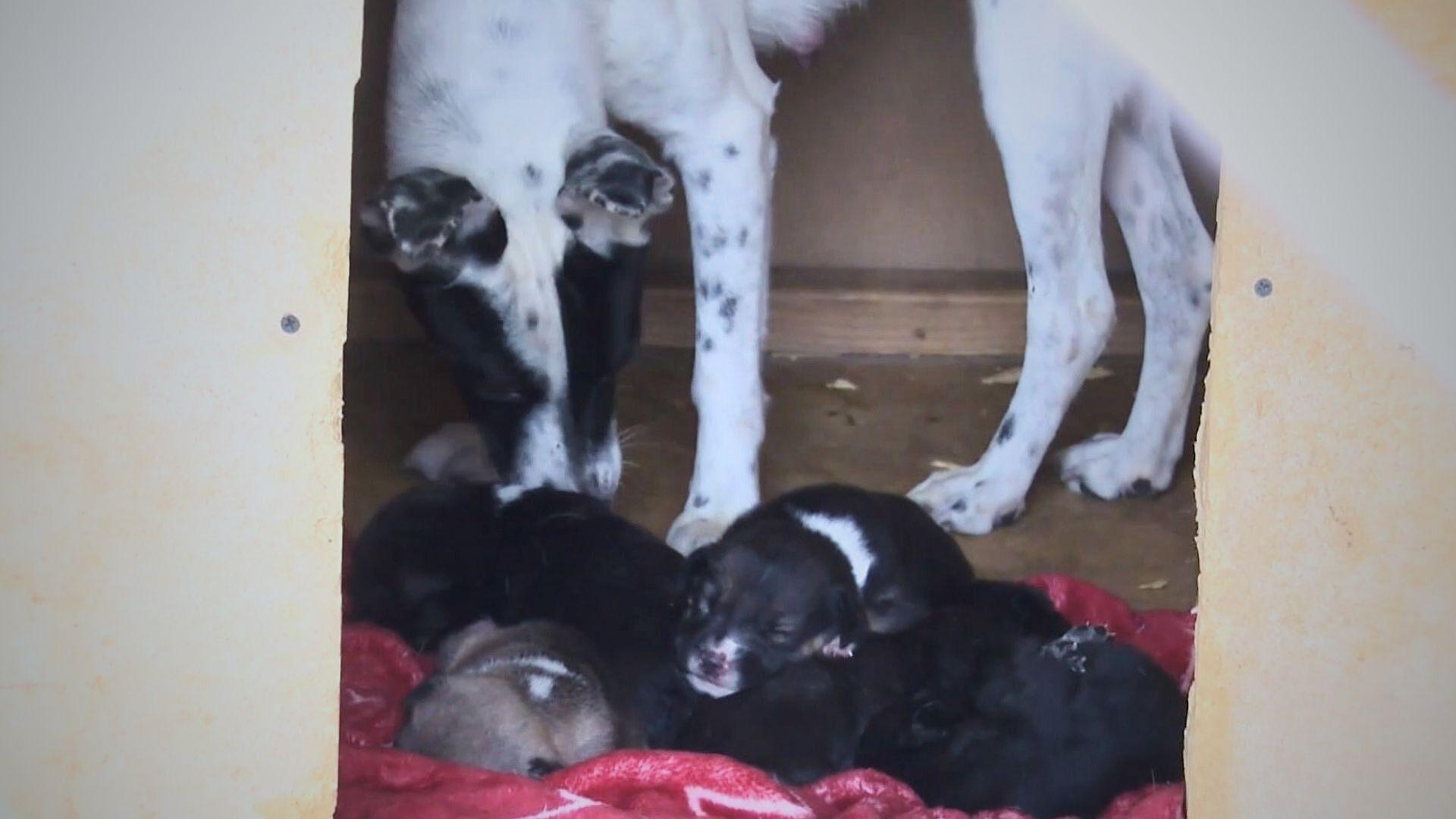 DABA Lanza Campaña Para Prevenir el Maltrato Animal en Ciudad Juárez ...