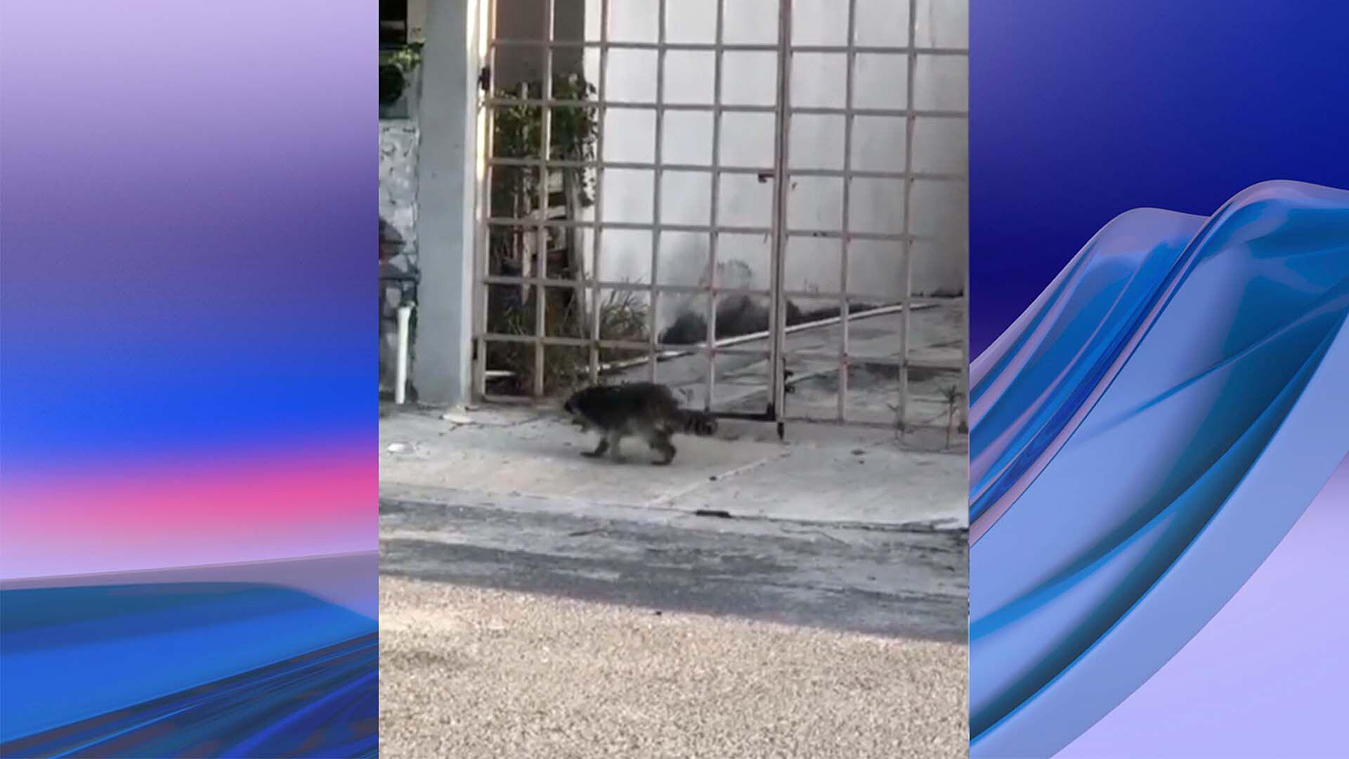Video: Mapache Herido Deambula por Calles de Reynosa; Vecinos lo ...