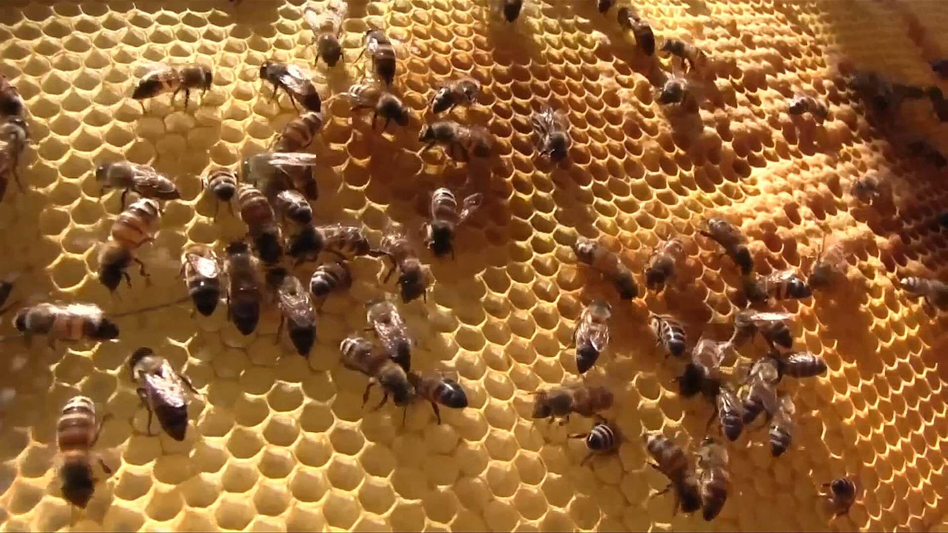 Miel de Abeja Melipona: Mujeres Mayas Preservan Tradición y Especie ...