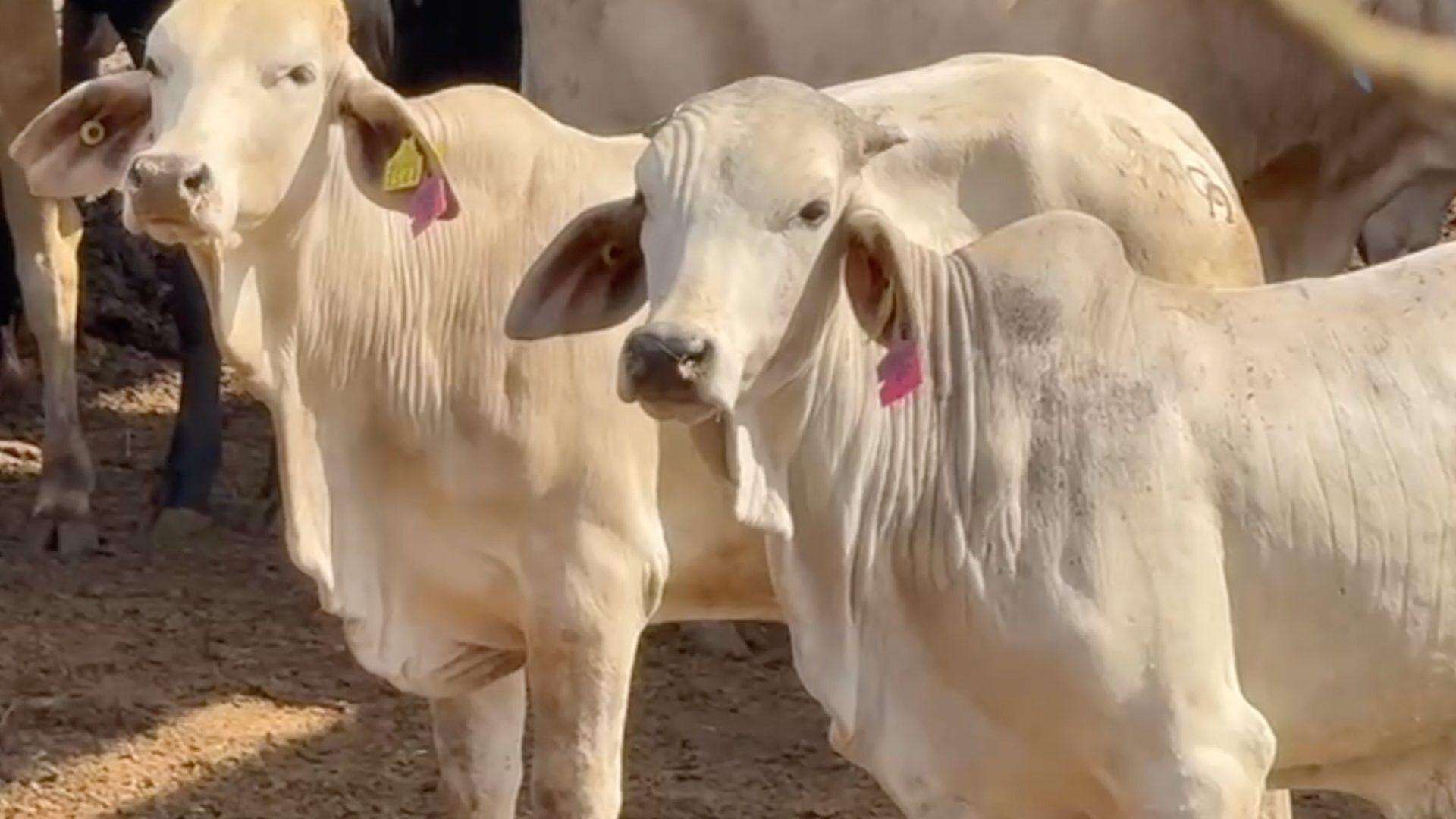 Veracruz Cerró 2025 con Más de 600 Casos de Gusano Barrenador | N+ ...