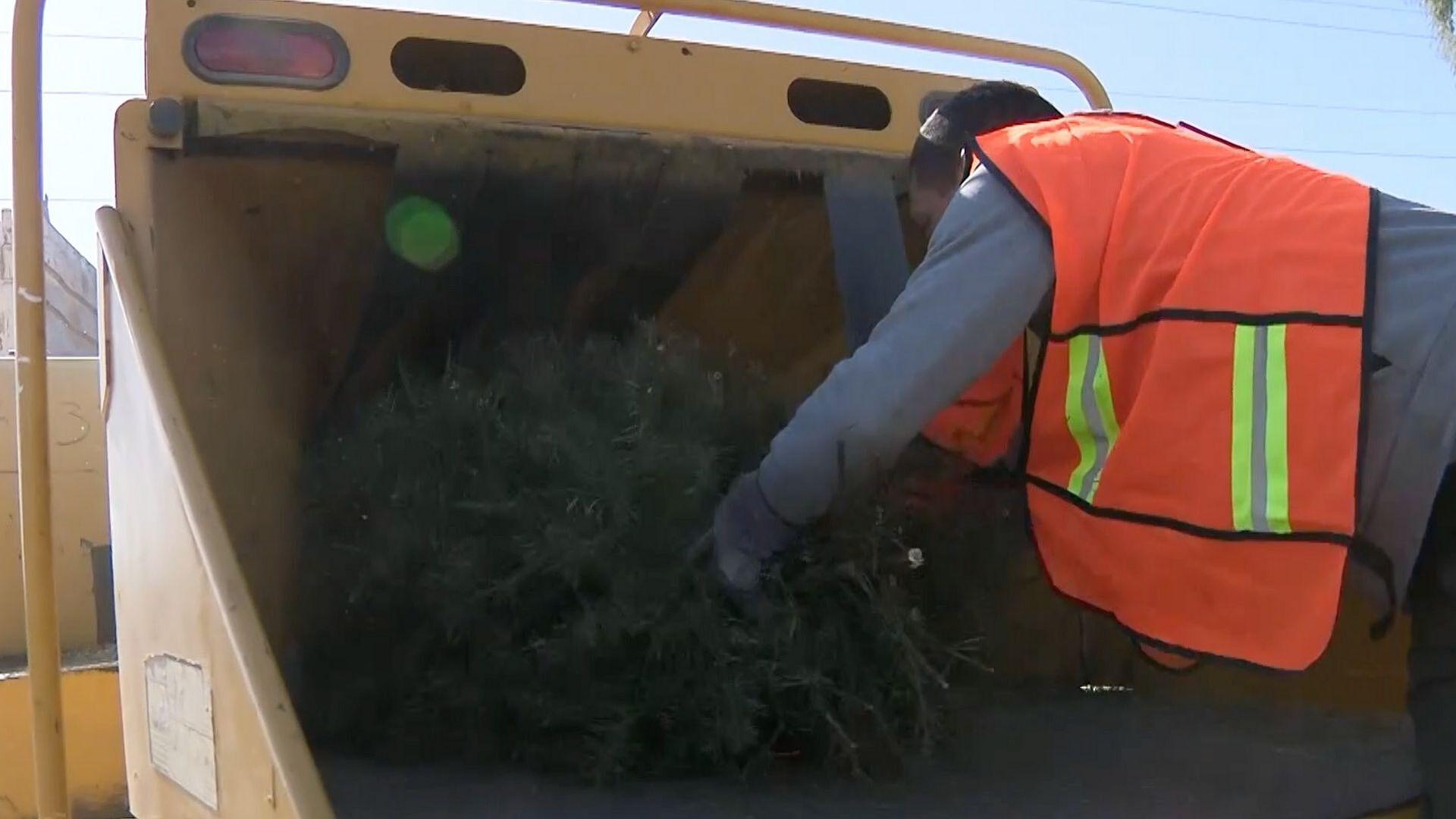 Mexicali Activa Centros para Reciclar Árboles Navideños | N+ Tijuana | N+