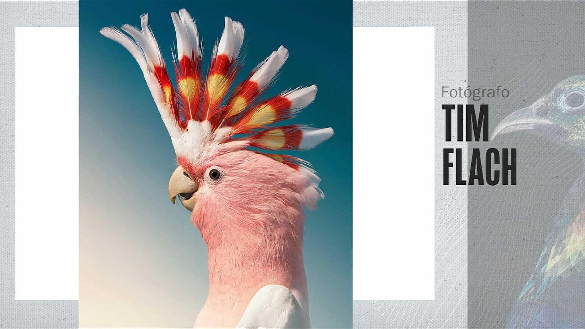 Fotógrafo Tim Flach en su Serie ‘Aves’ Busca Causar Empatía y Apoyo ...