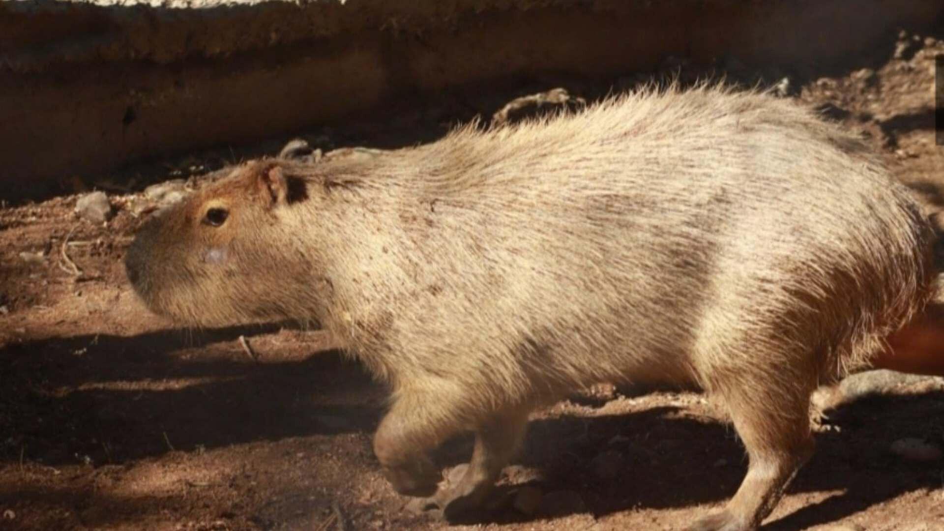 Confirman un Capibara Como Nuevo Integrante del Centro Ecológico de ...