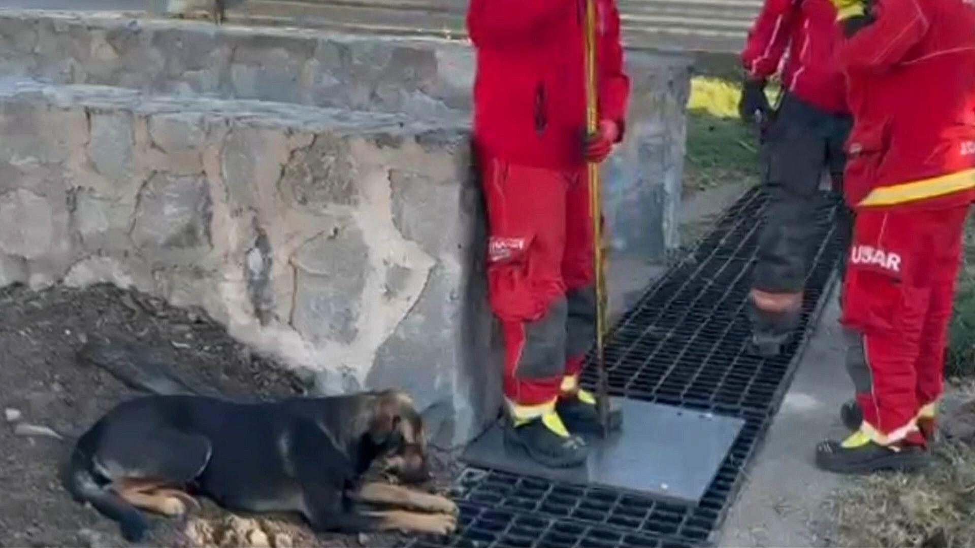 Lomito Salvador: Perrito Pide Ayuda para Salvar a Su Amigo Atrapado en ...