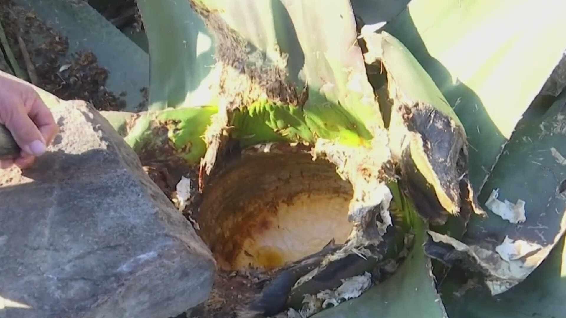 Así se Celebra el Día Nacional del Pulque en Hidalgo | N+ VIDEO | N+